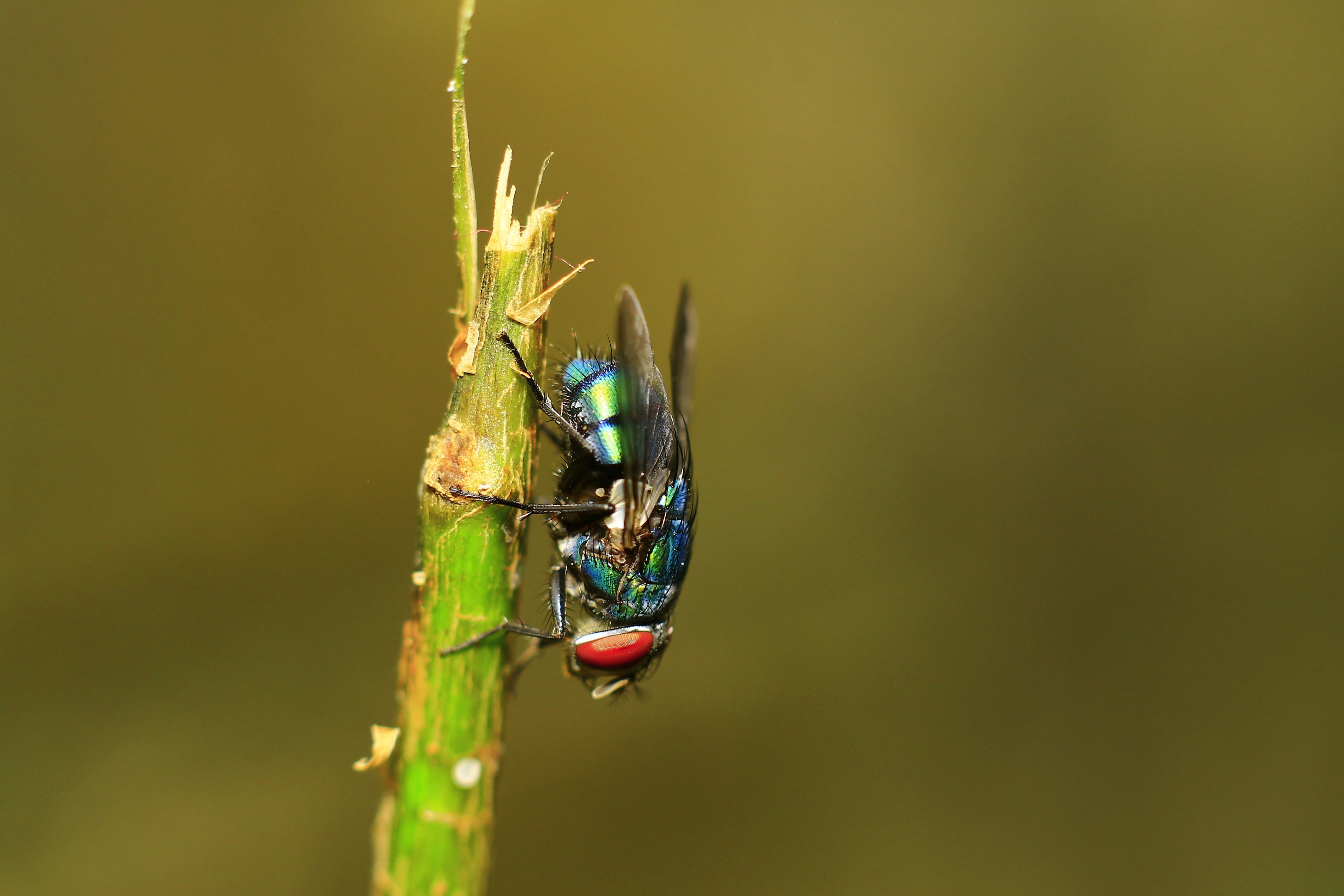 A House Fly Macro Photo Short