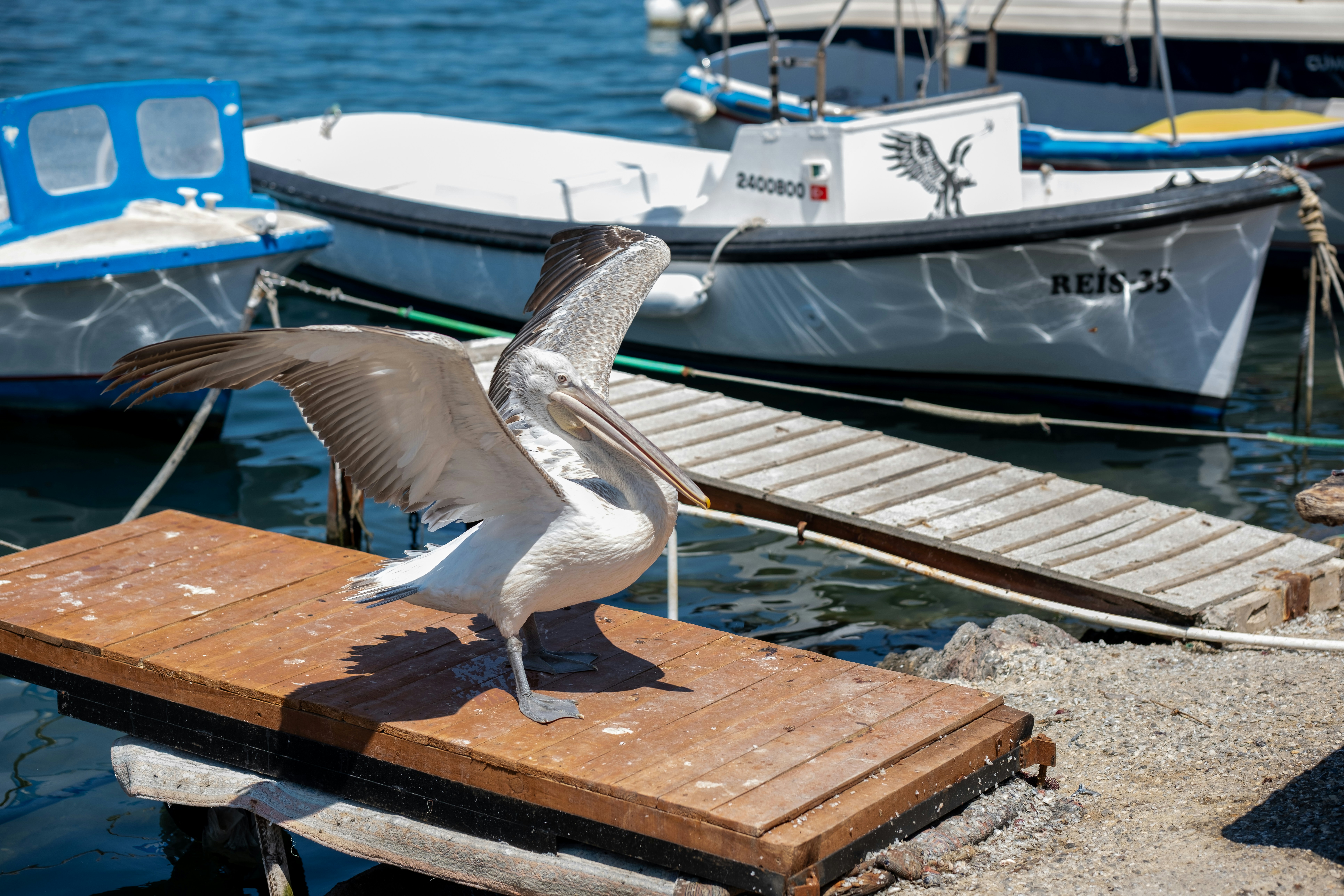 Winged Pause at the Marina: Seagull on a Weathered Dock