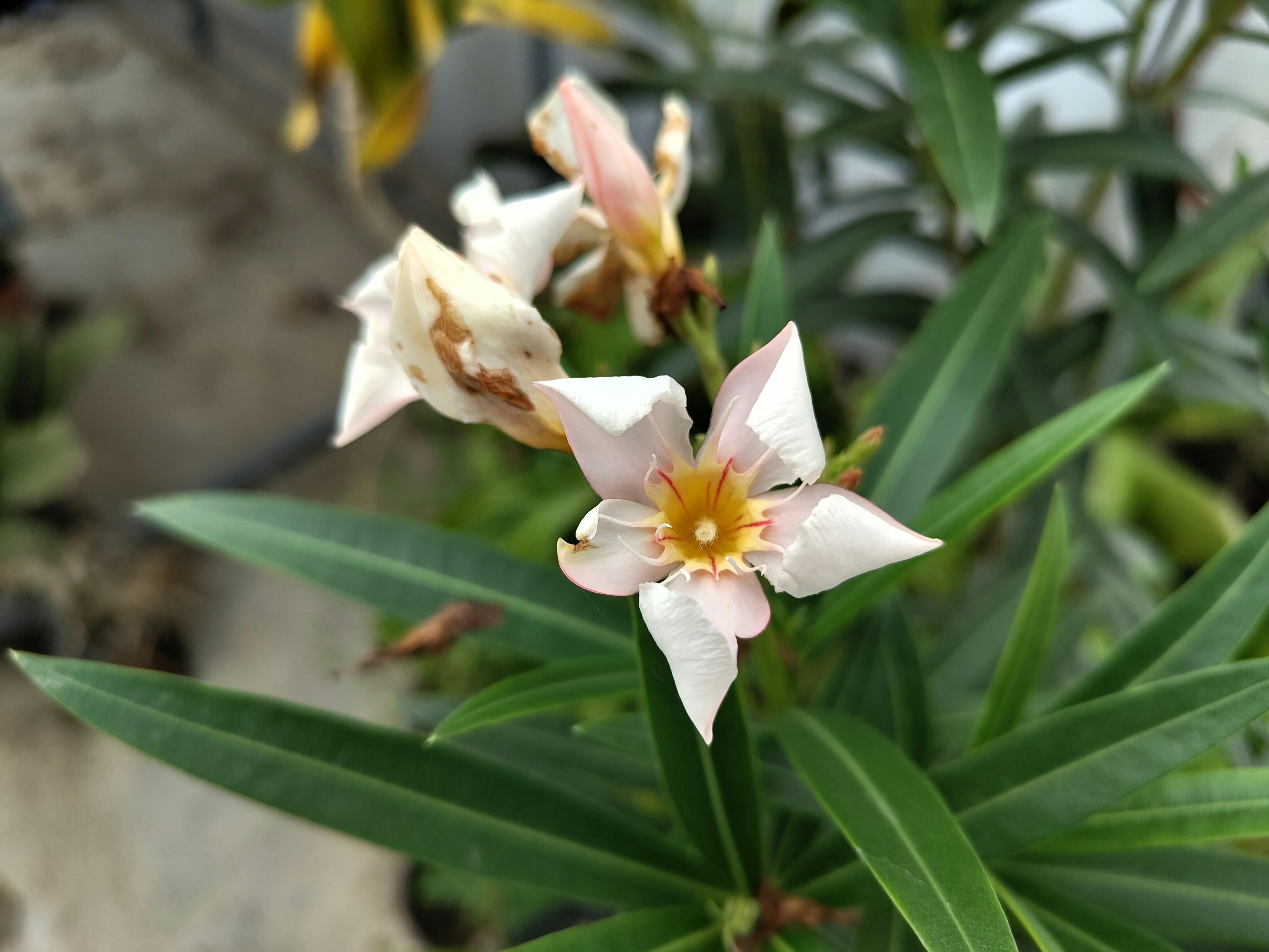 A close-up of a delicate flower showcasing soft pink petals and vibrant yellow center, surrounded by lush green foliage.