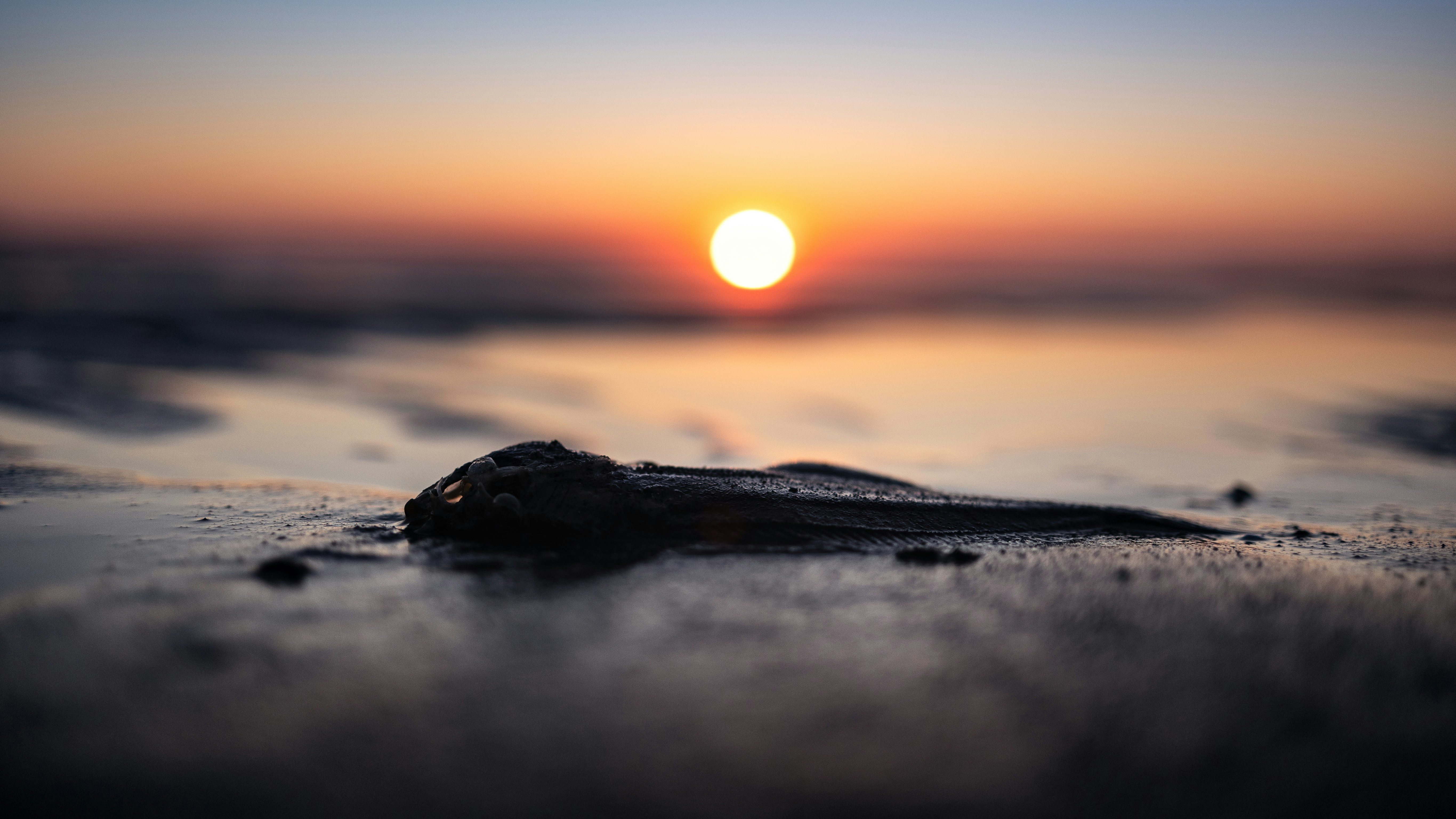 Low Tide at Dusk: A Silhouette on the Shoreline