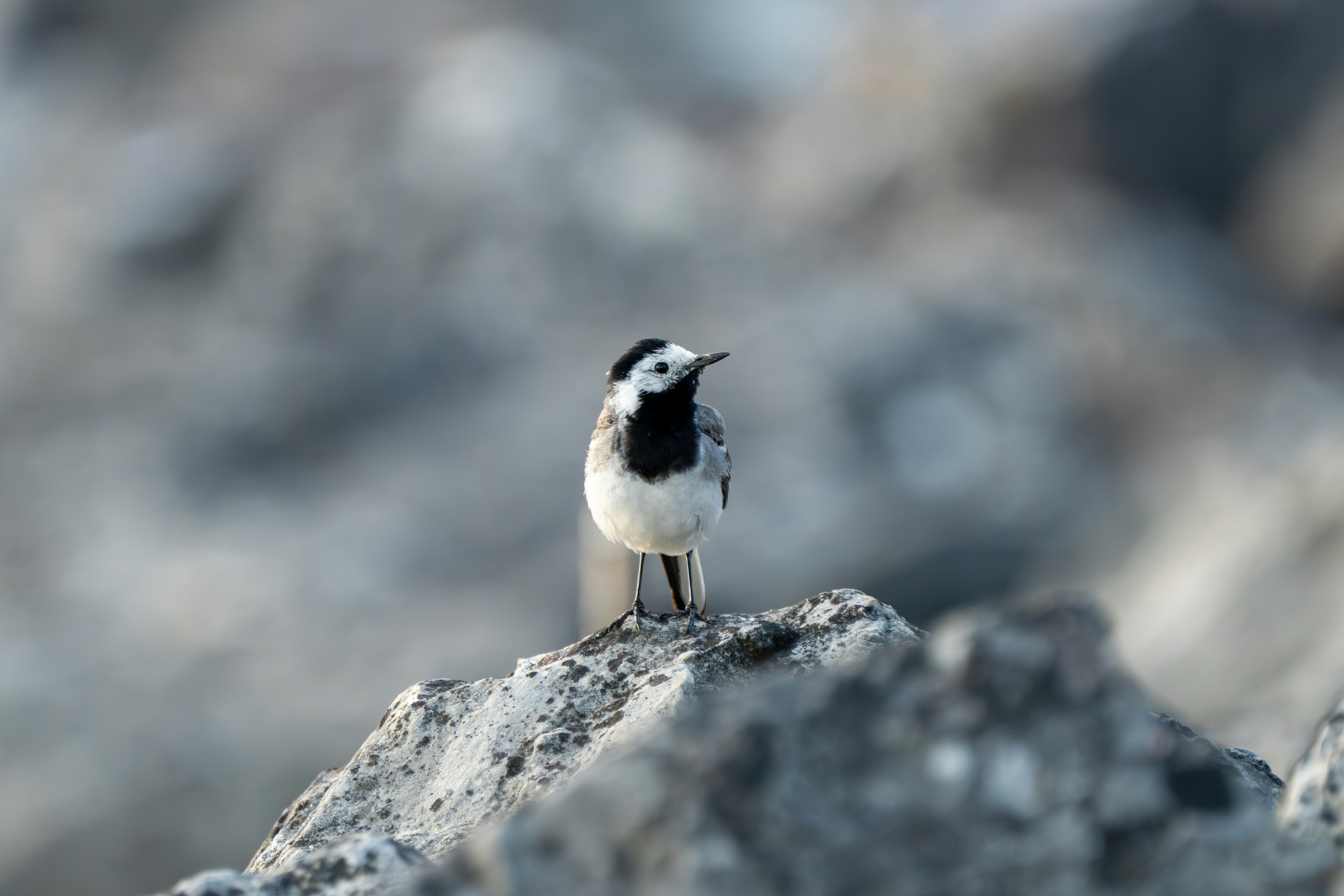 Stone Sentinel on Granite: A White Wagtail's Quiet Perch