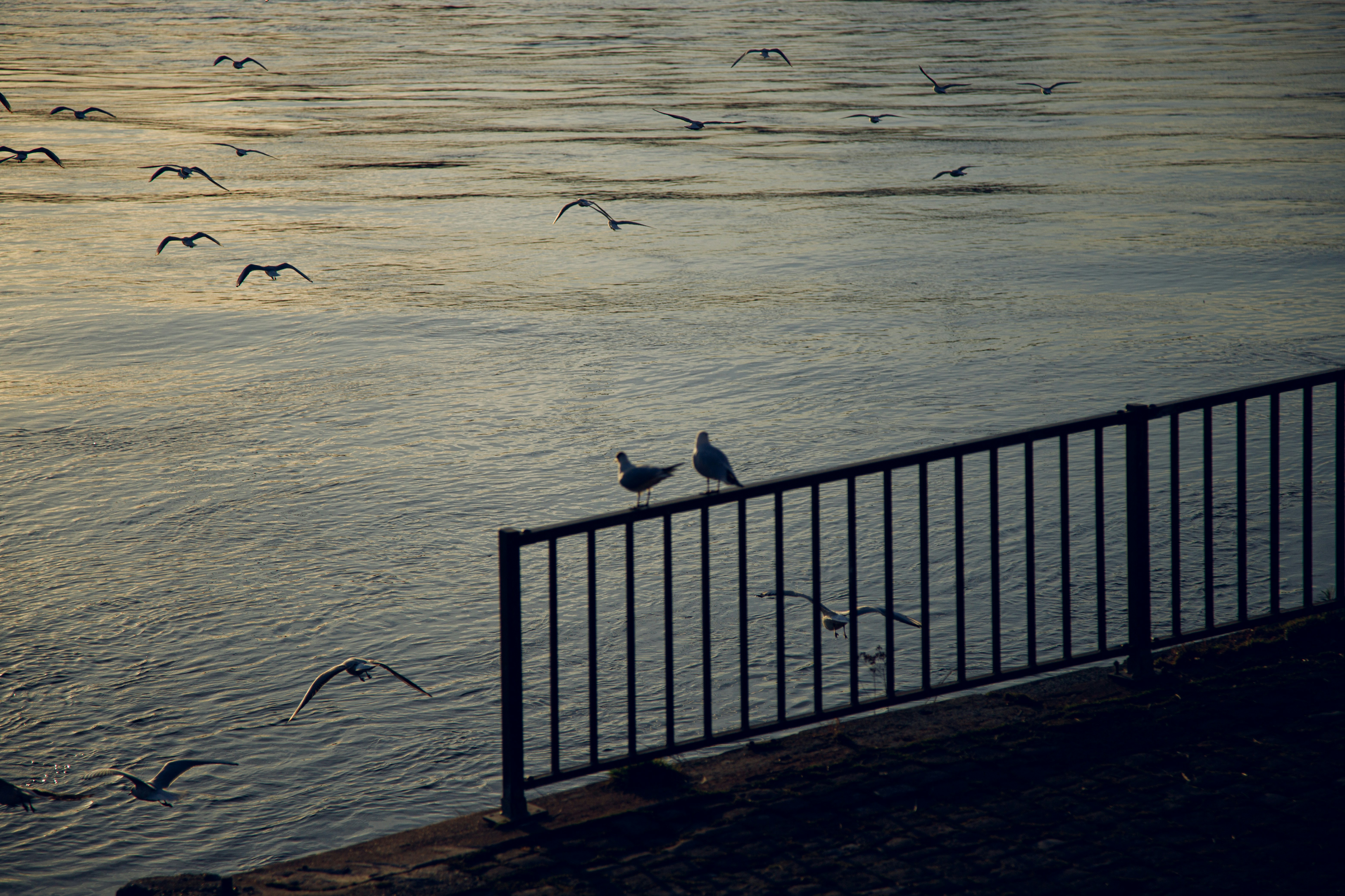 A flock of birds flying over a body of water photo – Free Railing Image ...