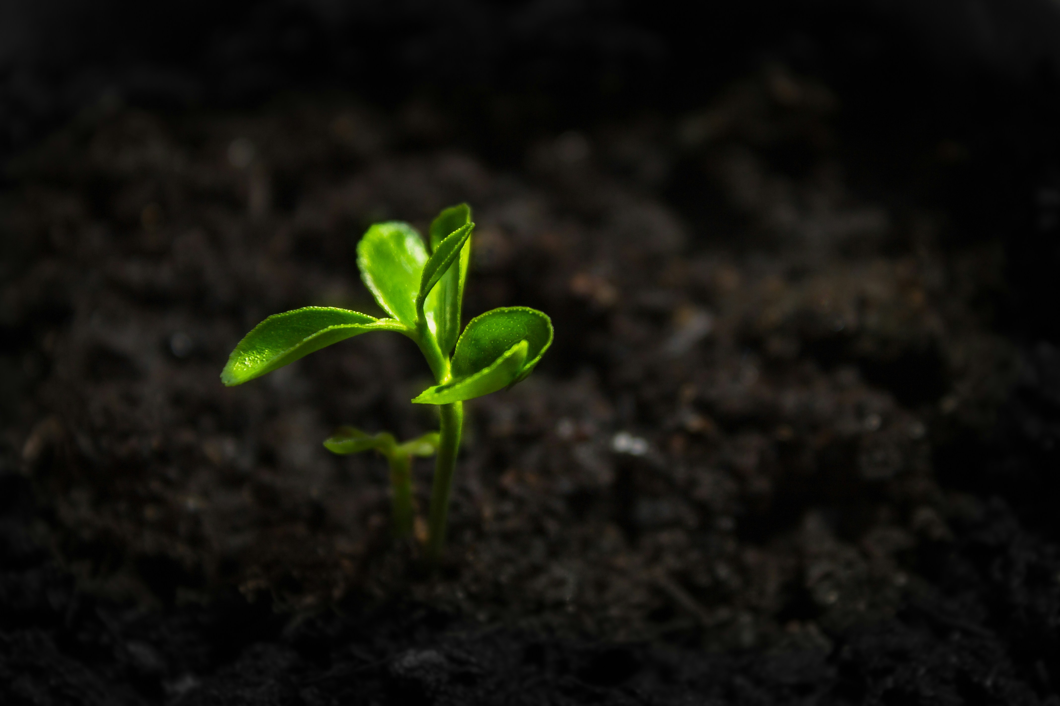 A small green plant sprouting out of the ground photo – Free Plant ...