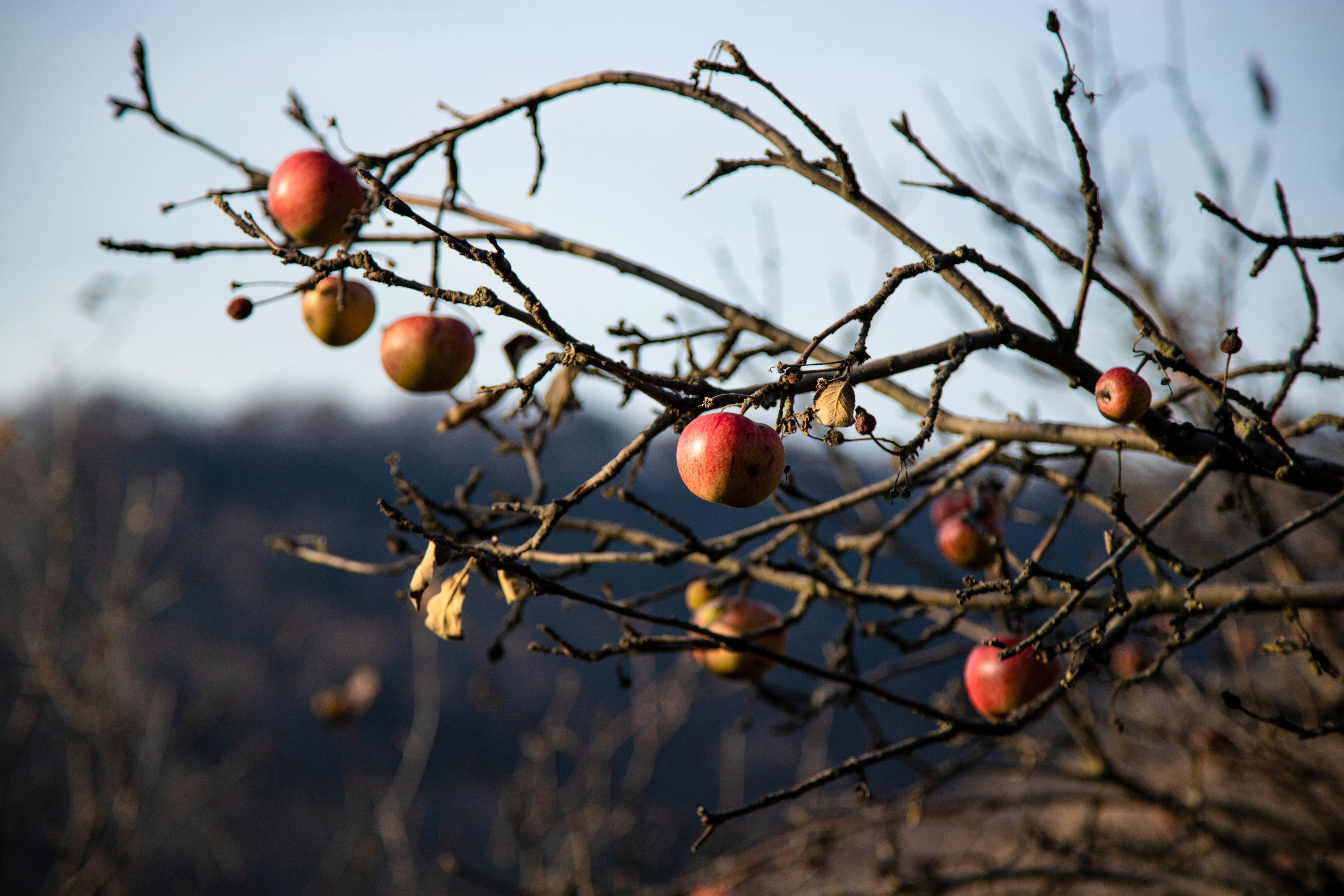 Crimson Orbs Amid Bare Branches Over a Quiet Landscape