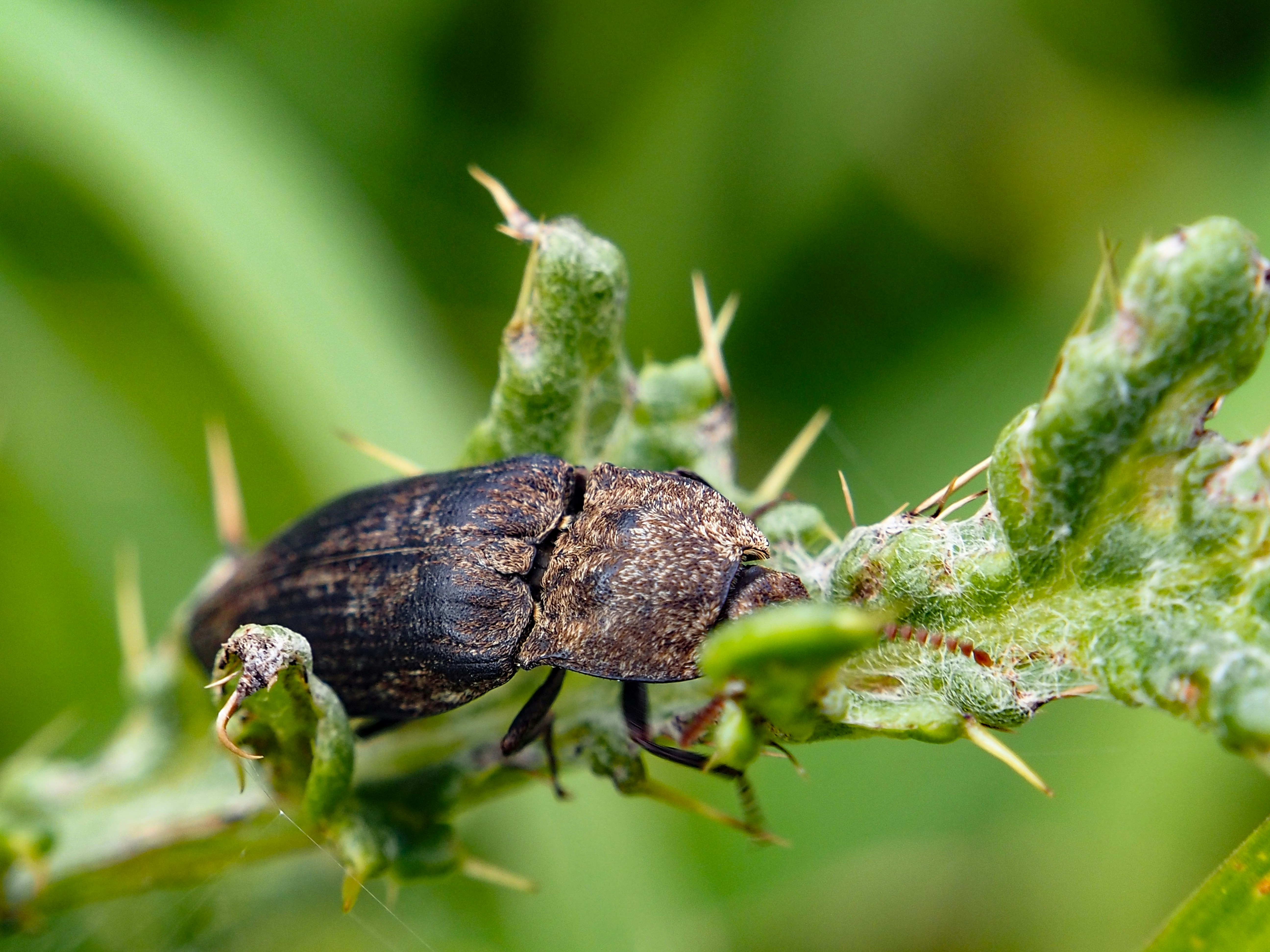 Ironclad Beetle on a Thorned Stage