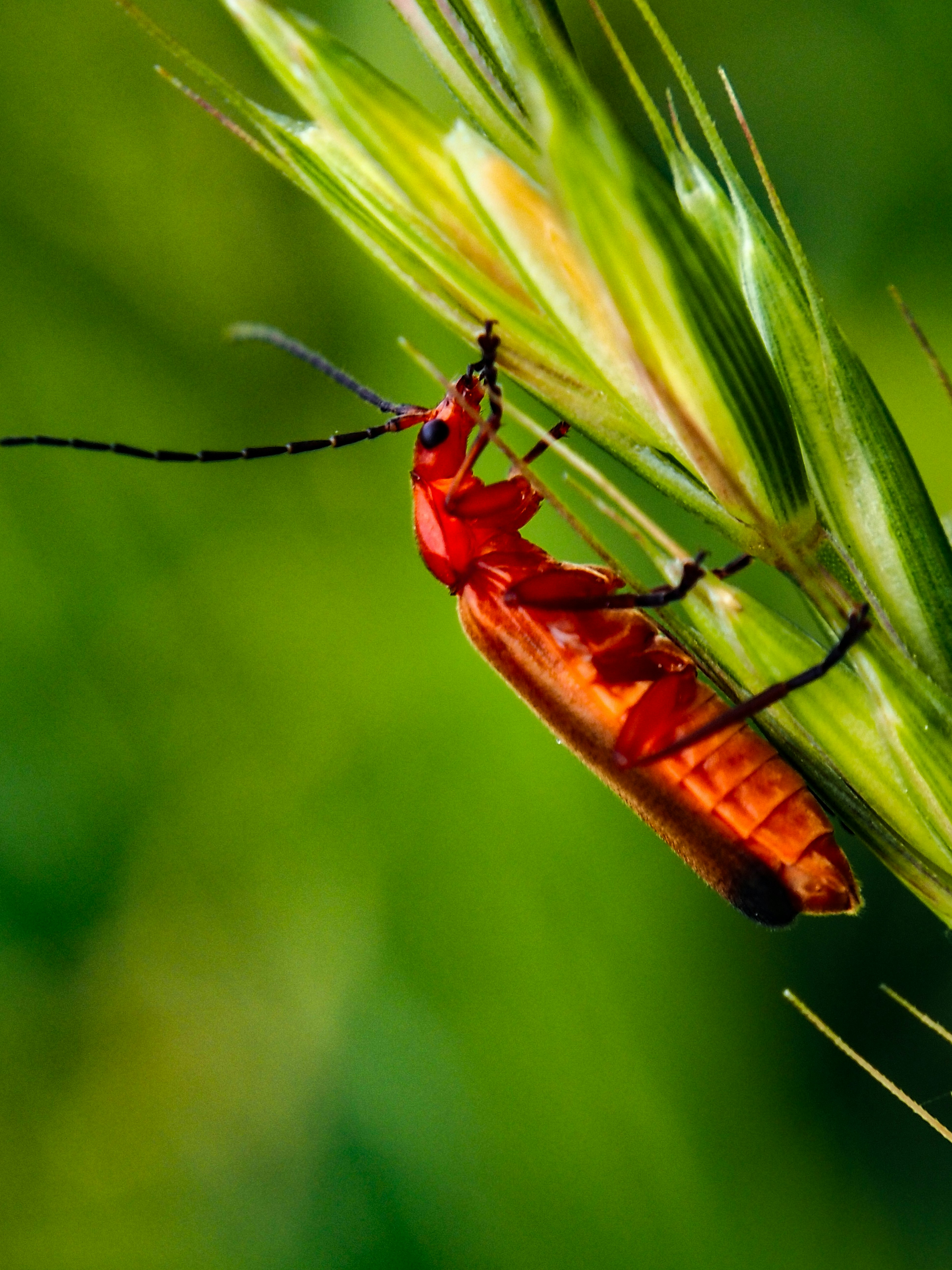 Foto Un insecto rojo sentado encima de una planta verde – Imagen ...