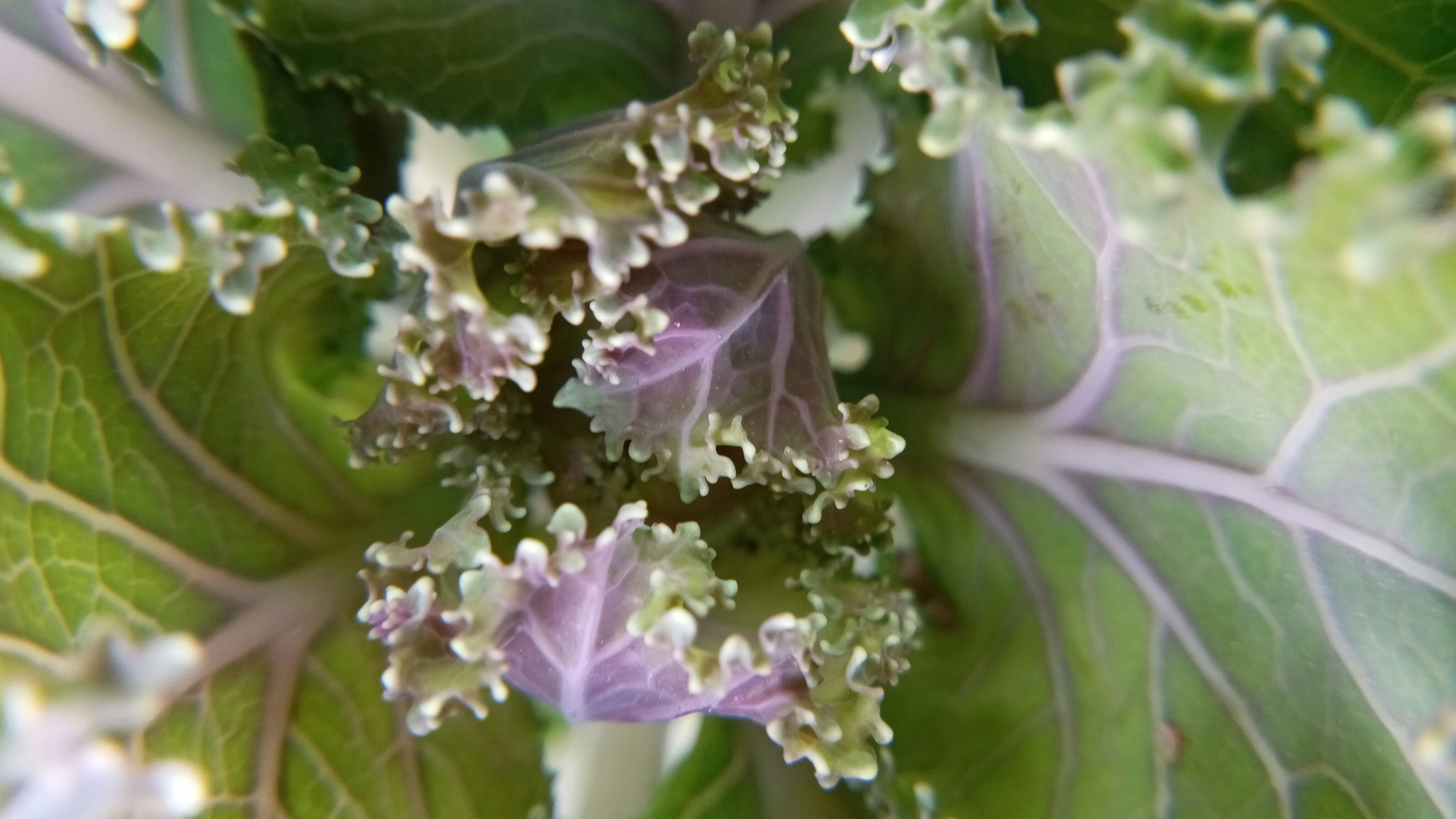 Macro photograph of kale leaves with frilled edges and vivid purple veins, filling the frame with botanical texture. The composition emphasizes natural color contrasts and intricate leaf structure.