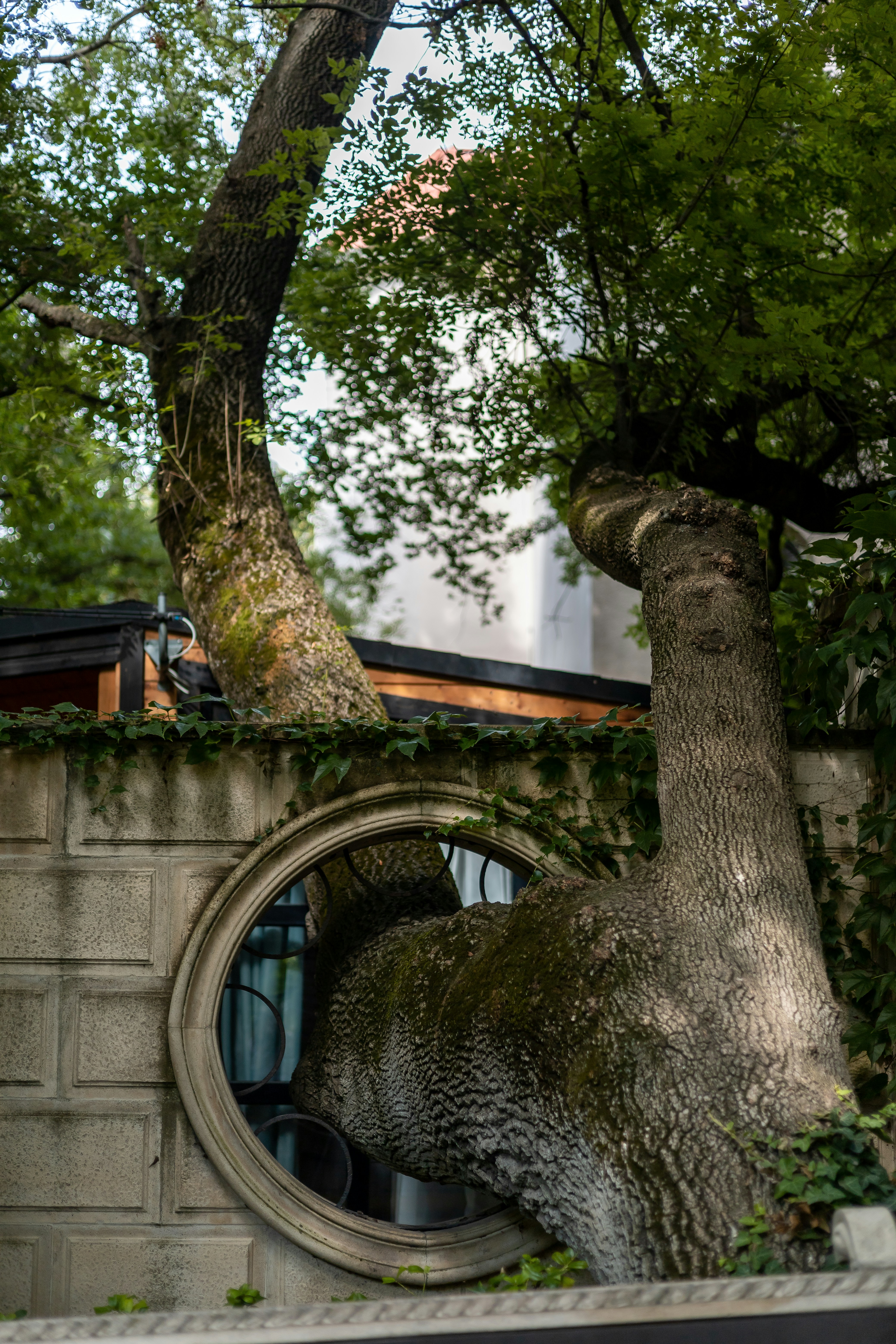 Circles and Roots: Tree Wreathed Through a Circular Window