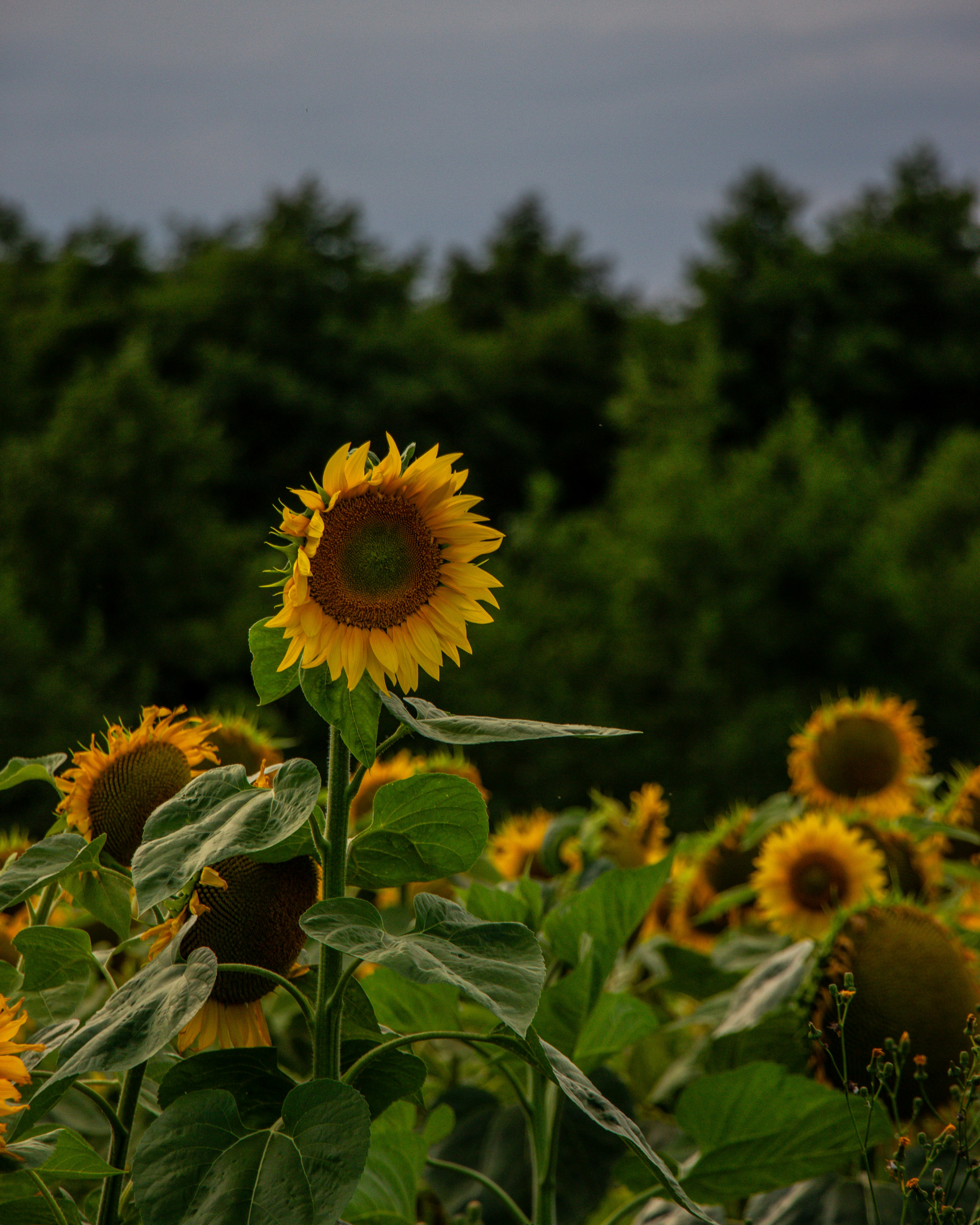 A field of sunflowers with trees in the background photo – Free ...