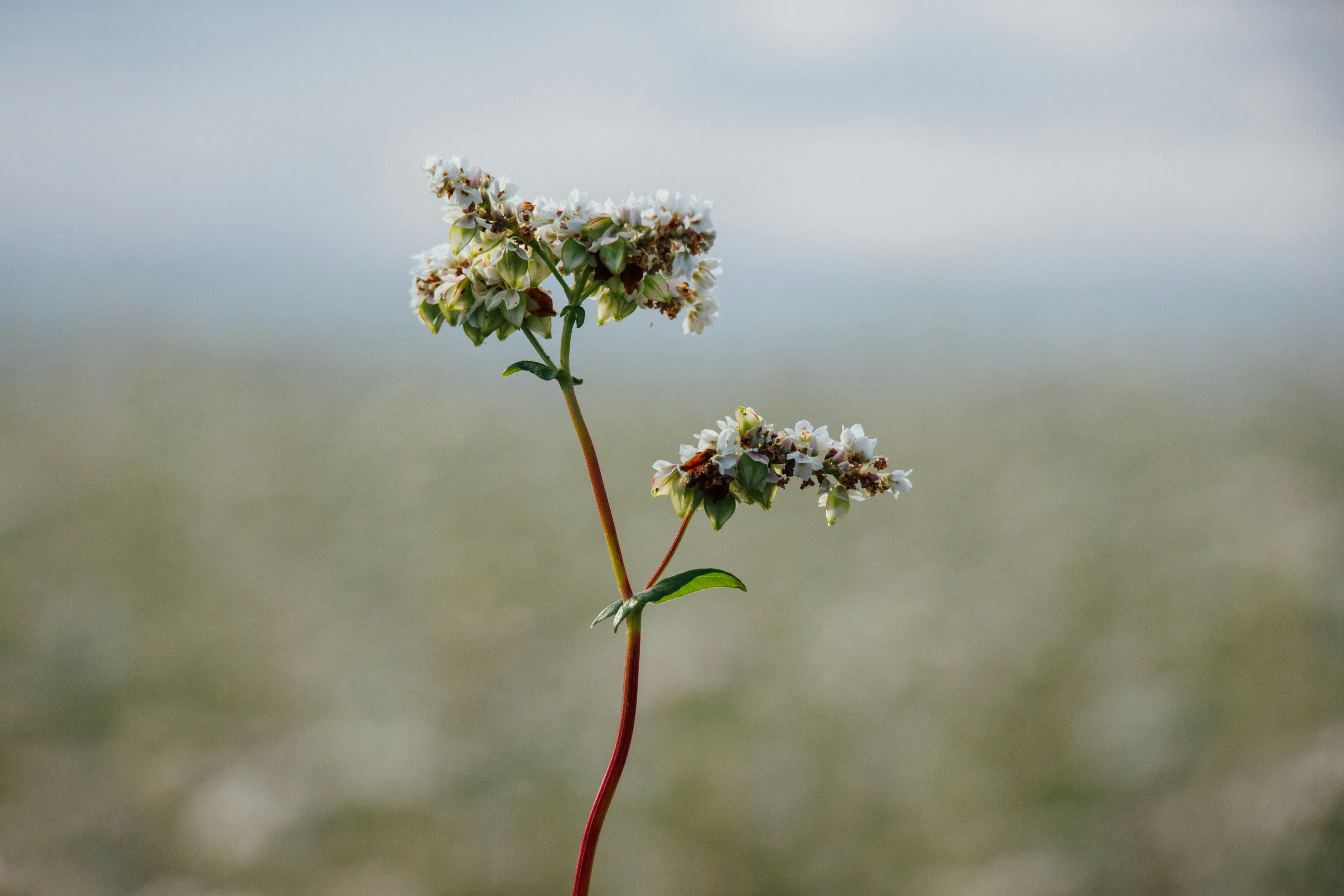 Herbs and Family Nutrition - the herbalist baker Substack