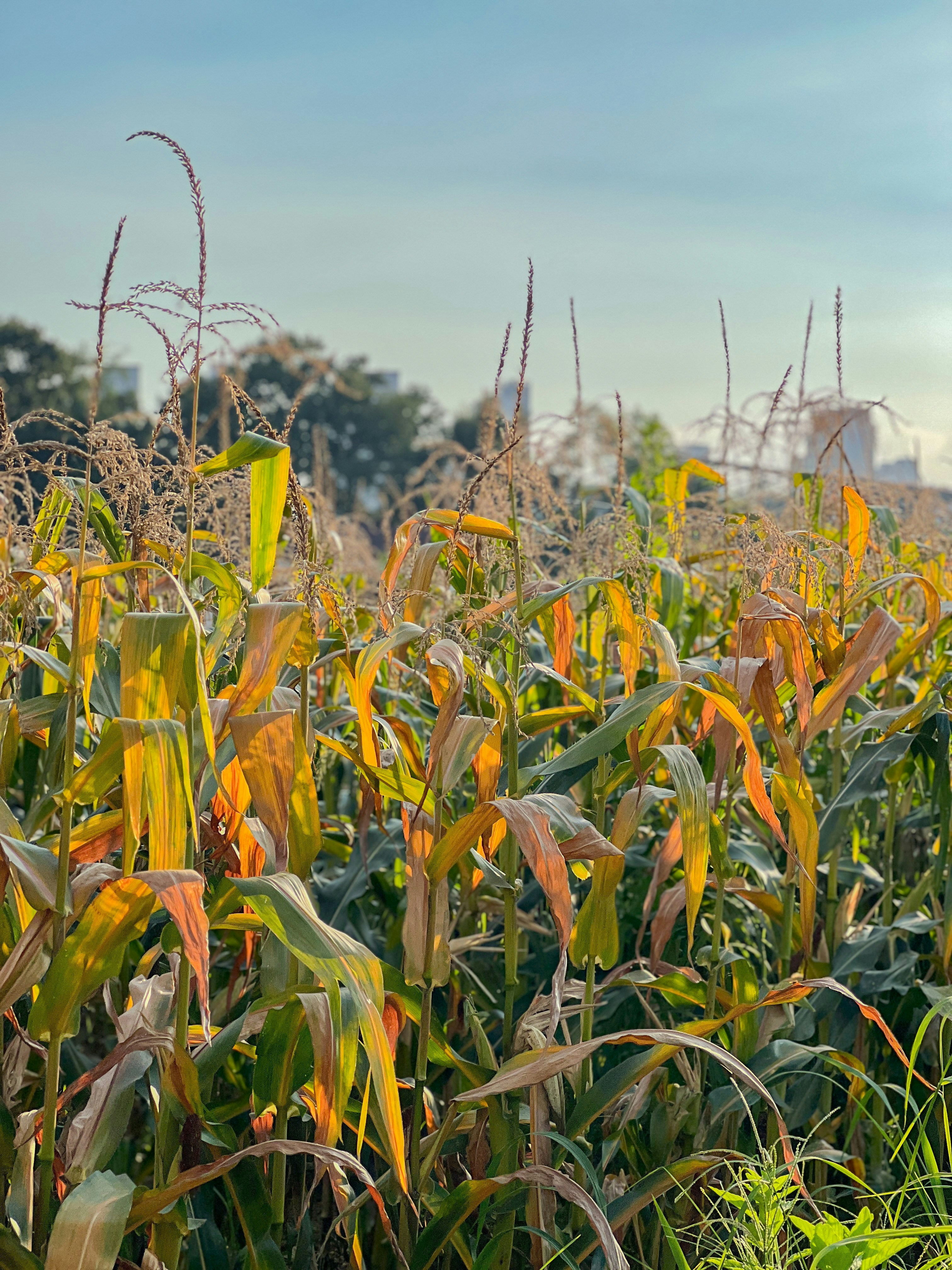 Golden corn stalks bask in afternoon light with a distant urban skyline and blue sky in the background. The scene emphasizes texture and color in a field perspective.