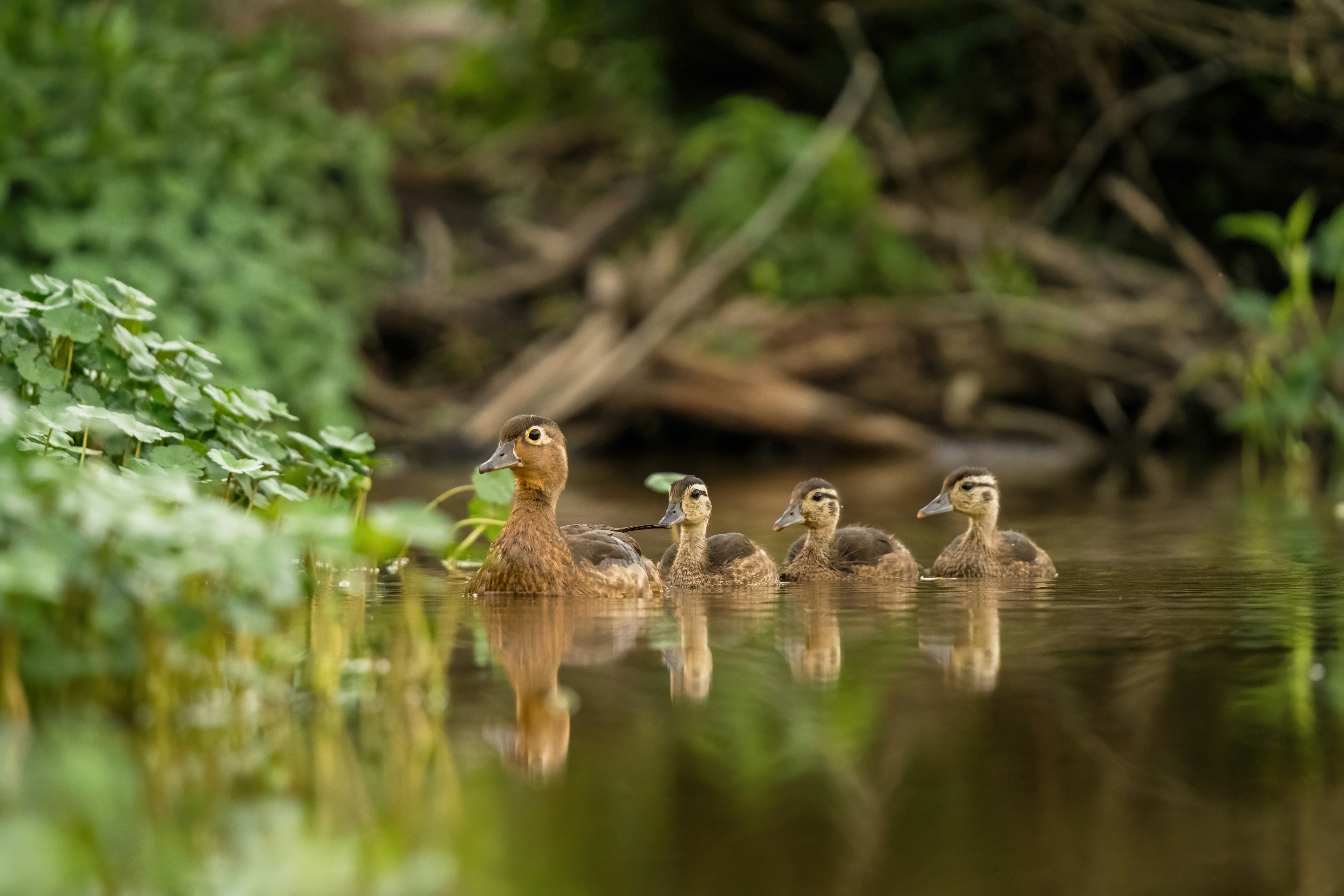 Mother Duck Leads Her Quartet Across a Quiet Pond