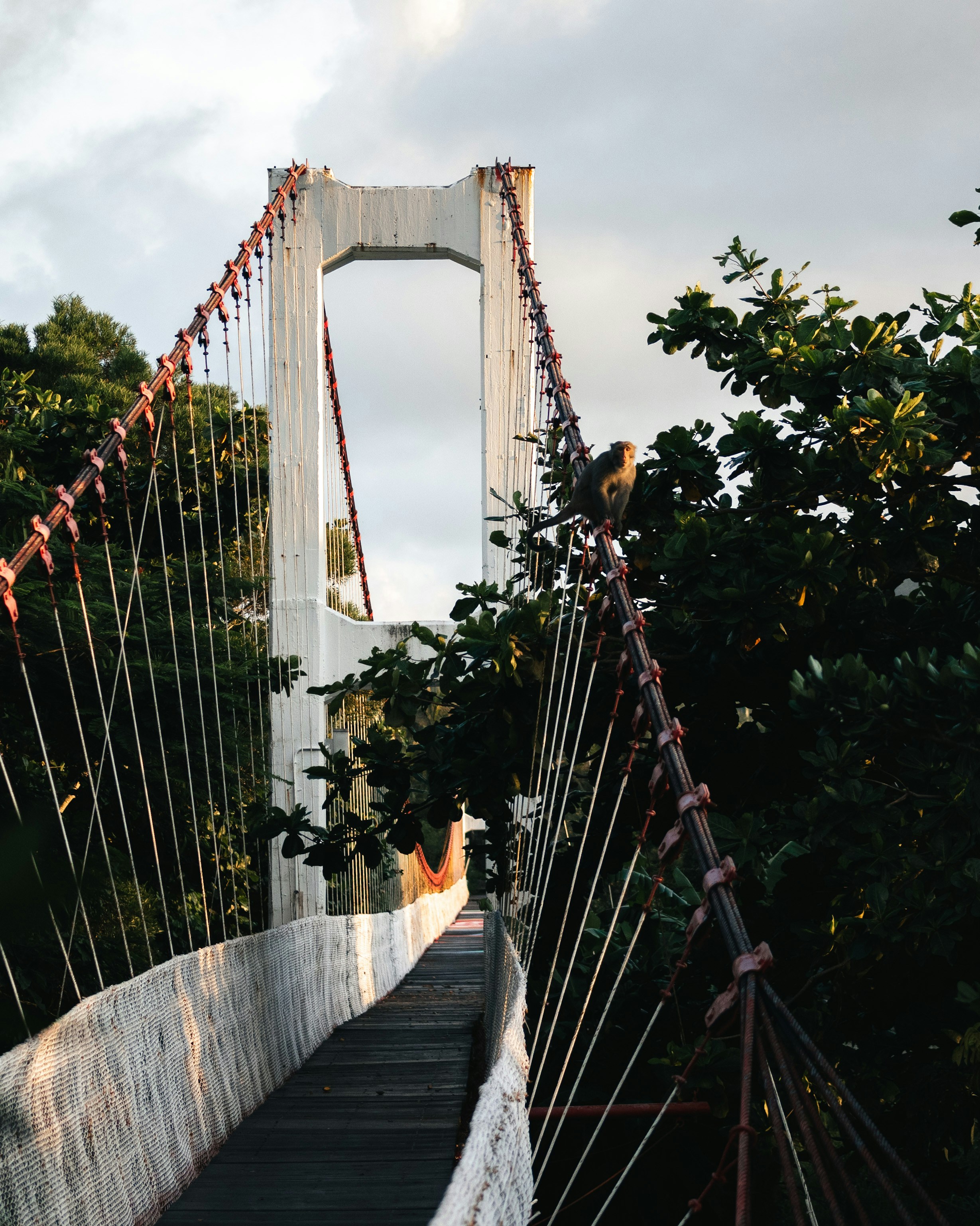 A bird sitting on the edge of a suspension bridge photo – Free Bird ...