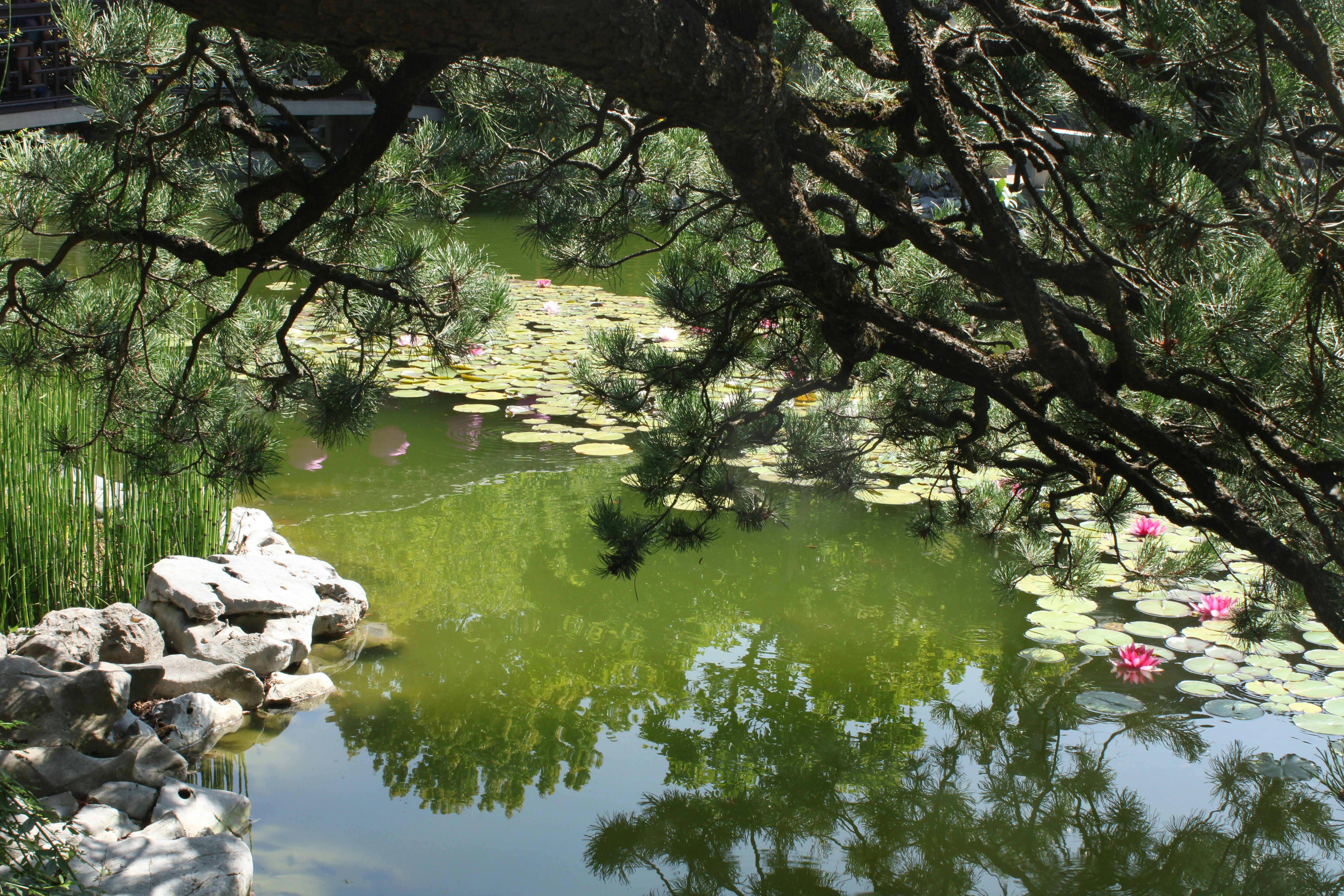 A pond surrounded by rocks and water lilies photo – Free Usa Image on ...