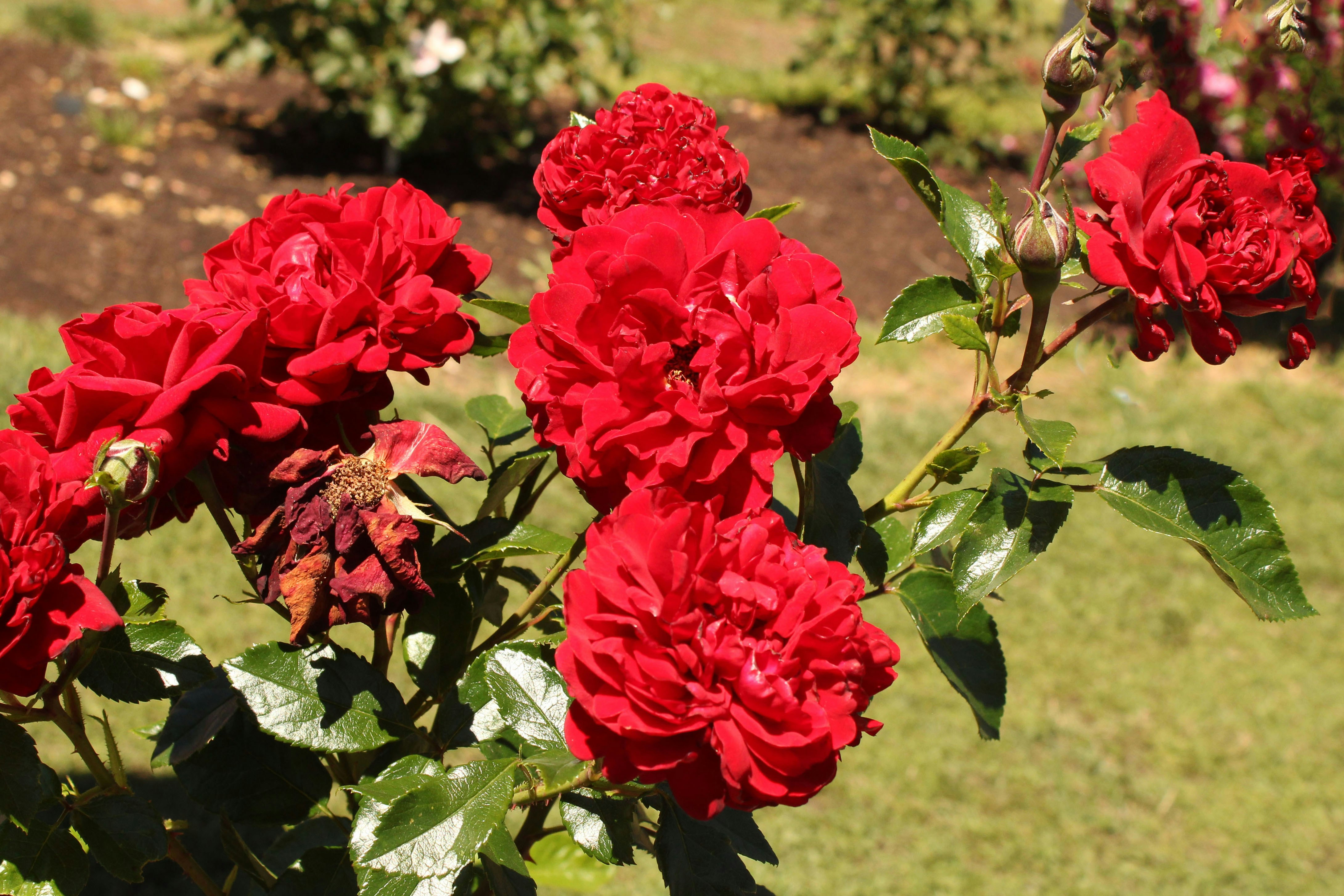 Rose in Portland botanical rose garden.