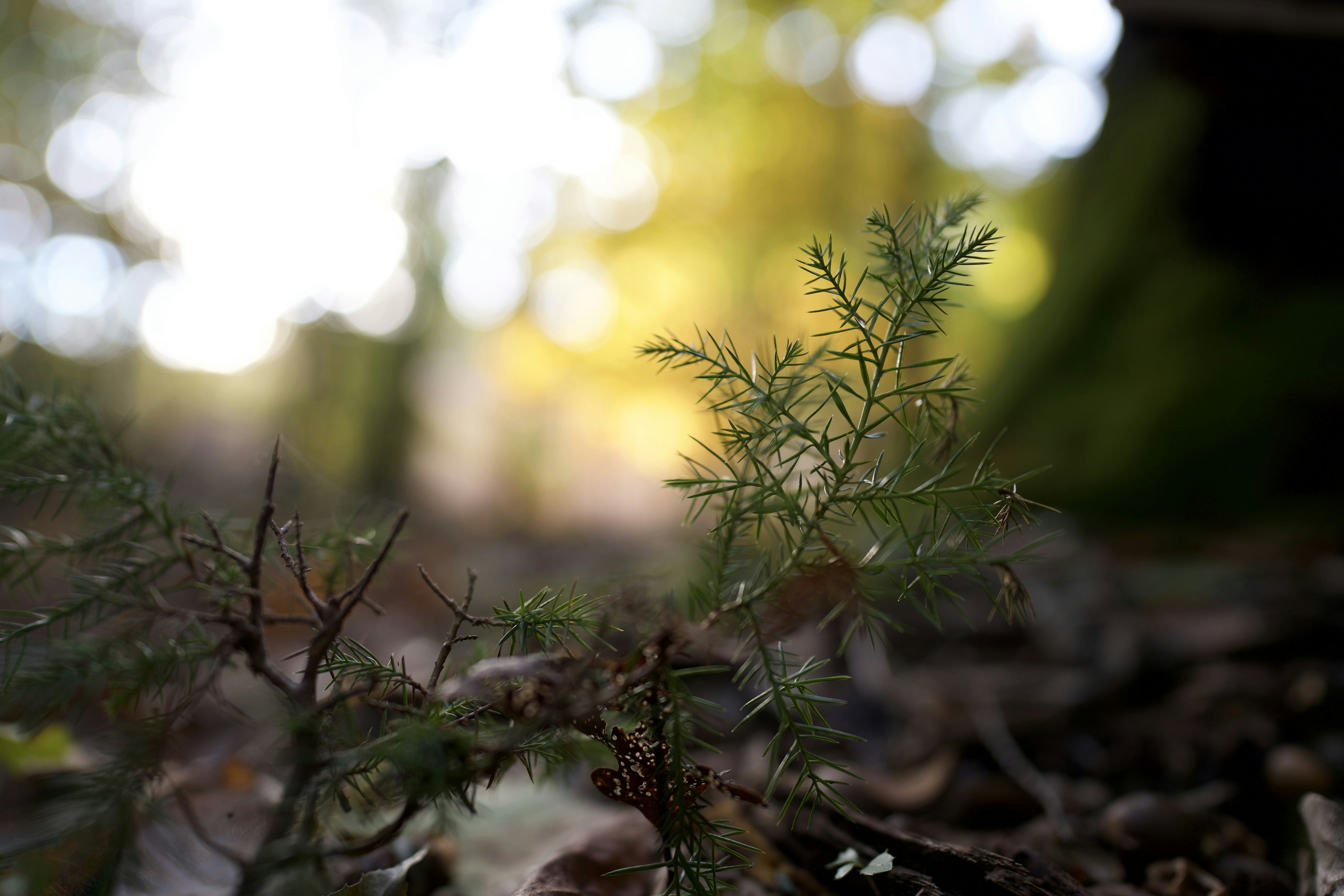 Photo by Johnathan Palmour with Sony Alpha 7 III