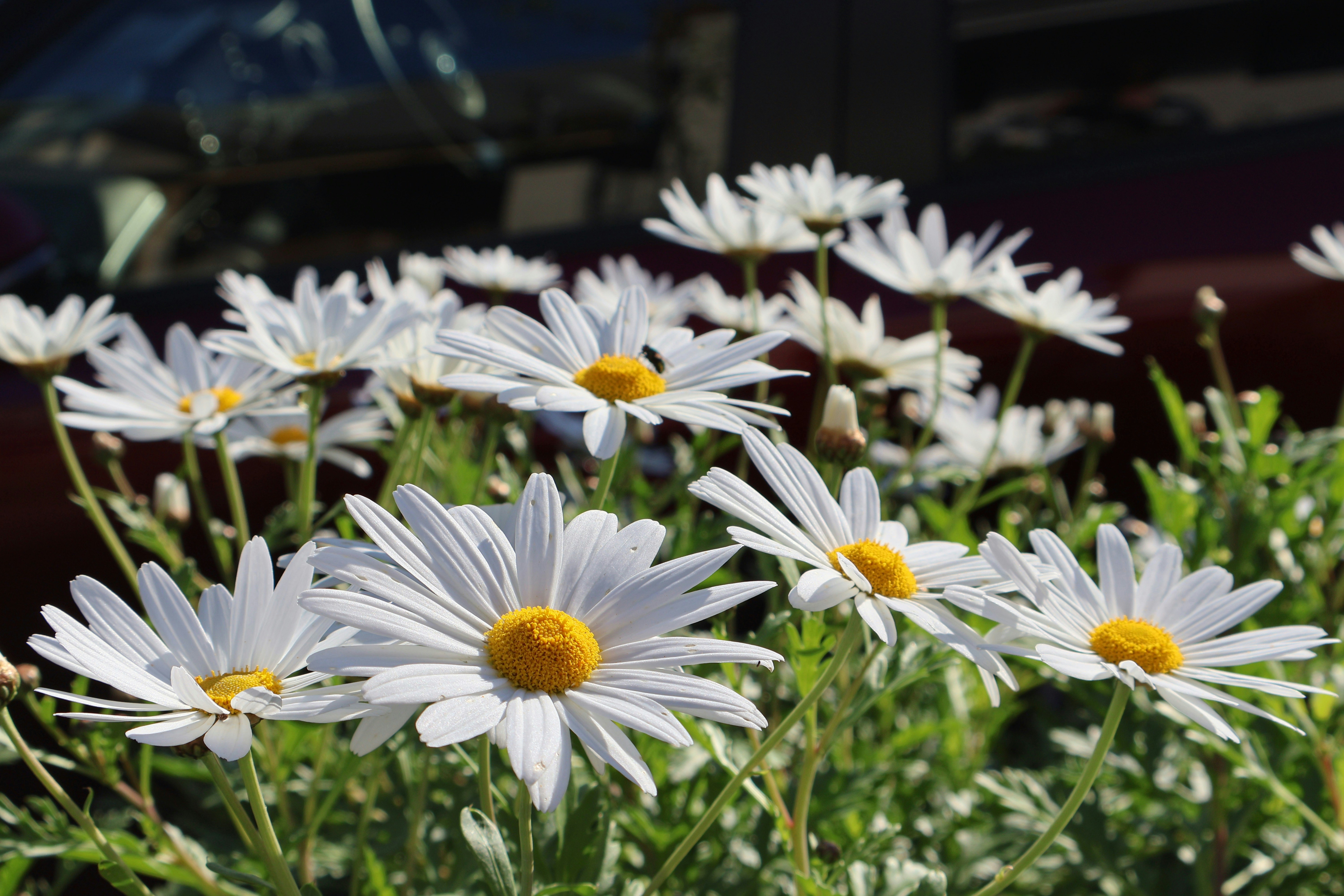 A bunch of white daisies in a garden photo – Free Flower Image on Unsplash
