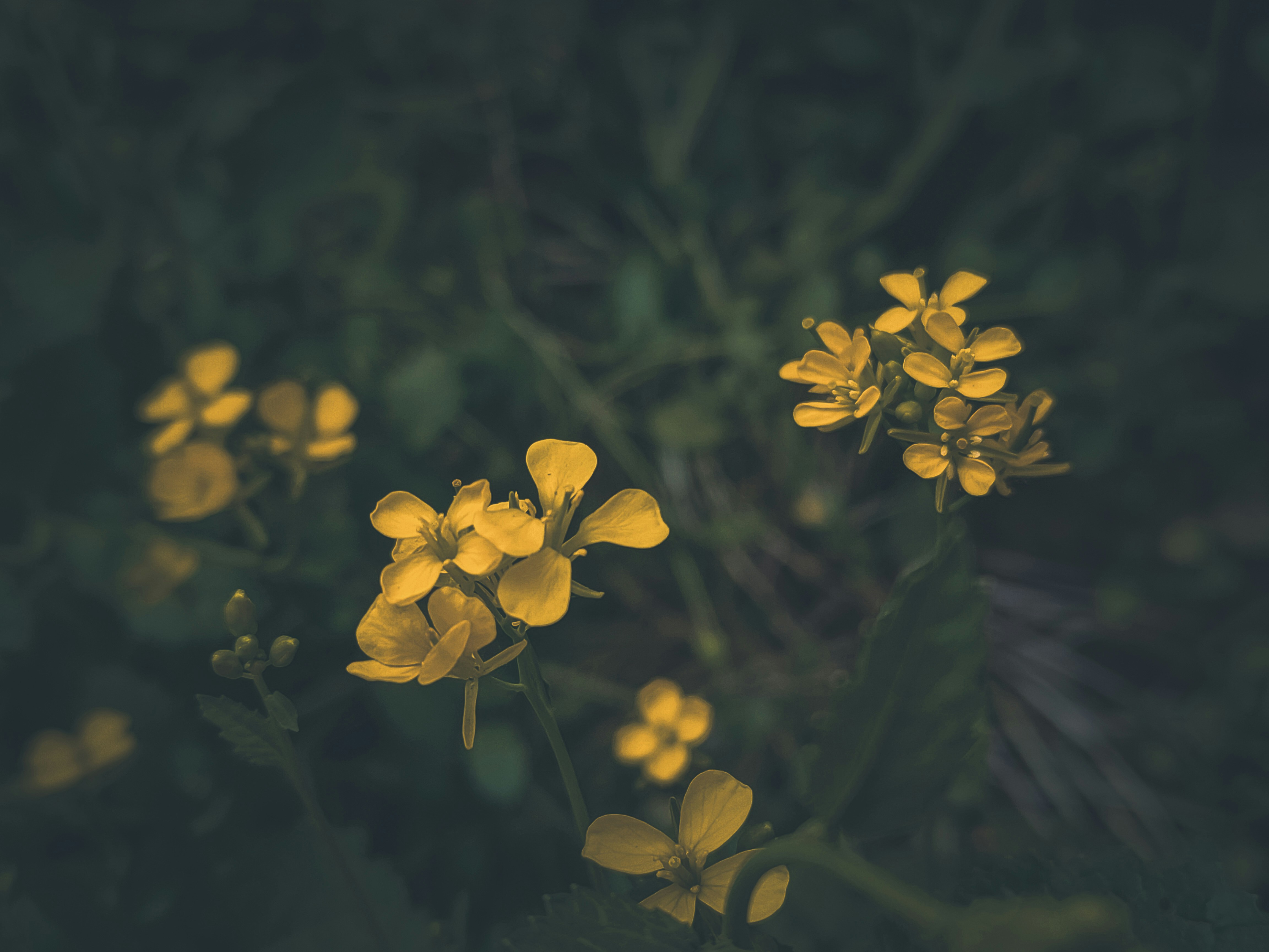 Beautiful Yellow Flower