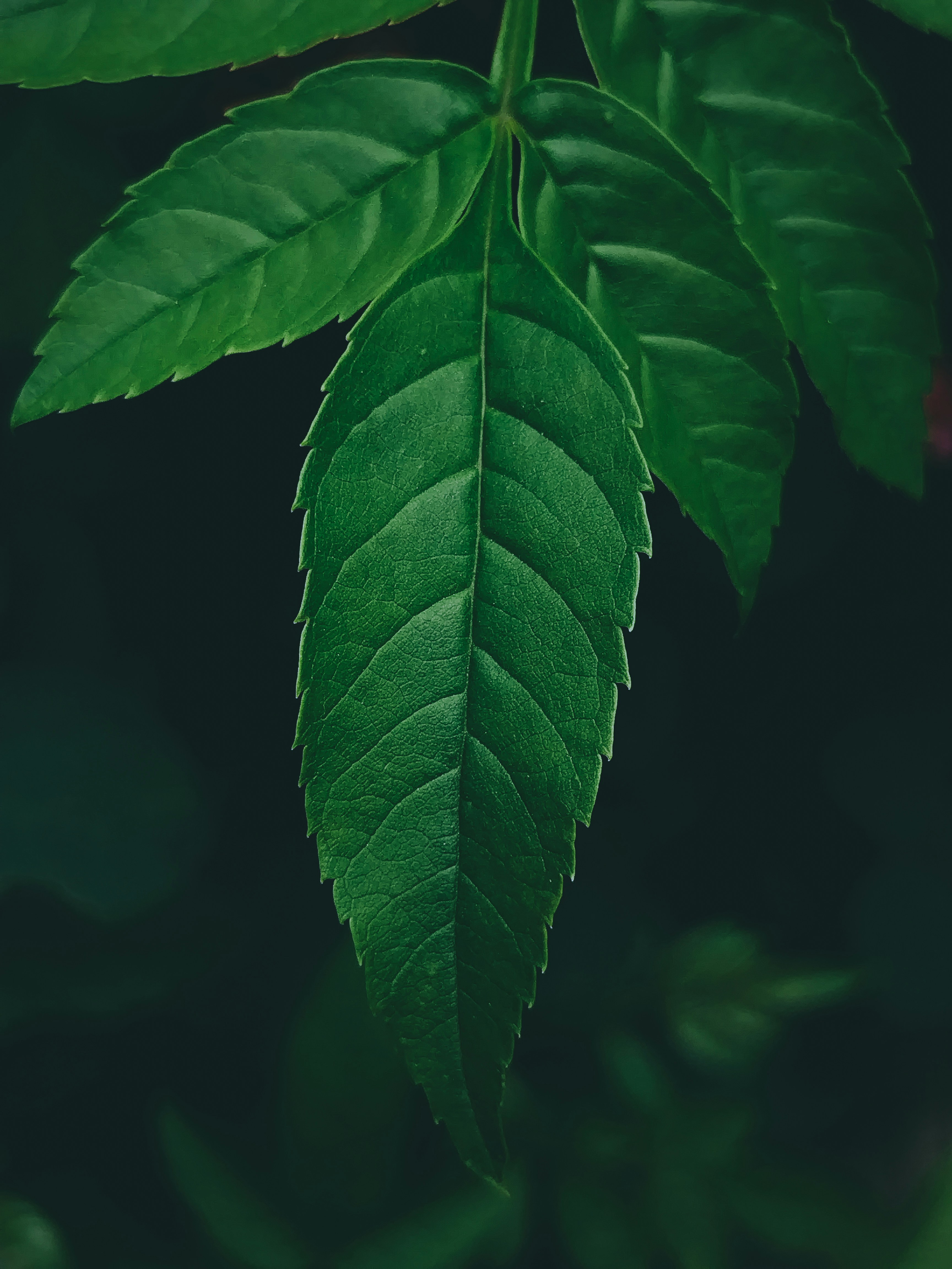 Close-up of a vibrant green leaf showcasing intricate vein patterns against a dark background.