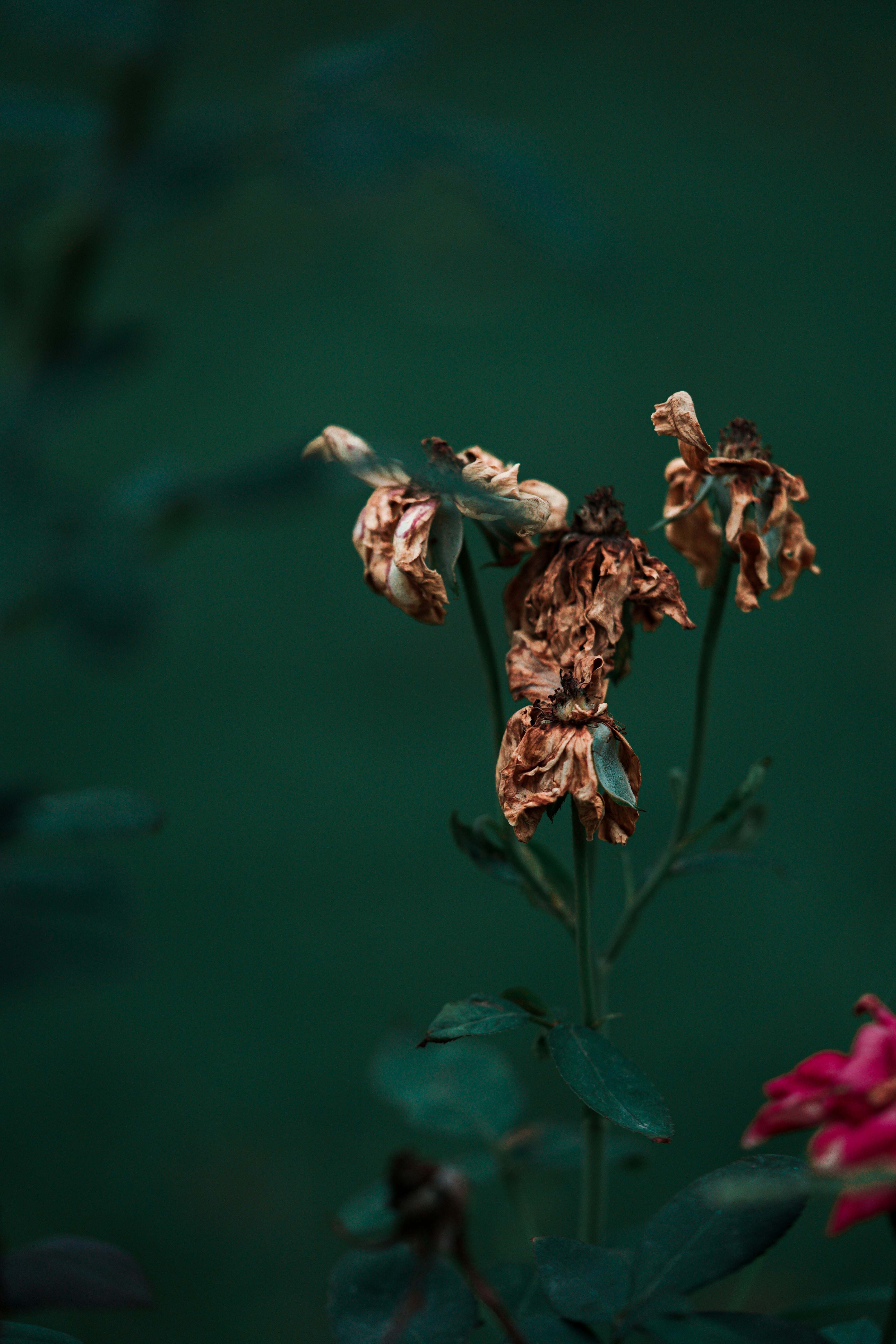 Dried rose petals clinging to their stems, showcasing nature's transition from vibrancy to decay against a muted backdrop.
