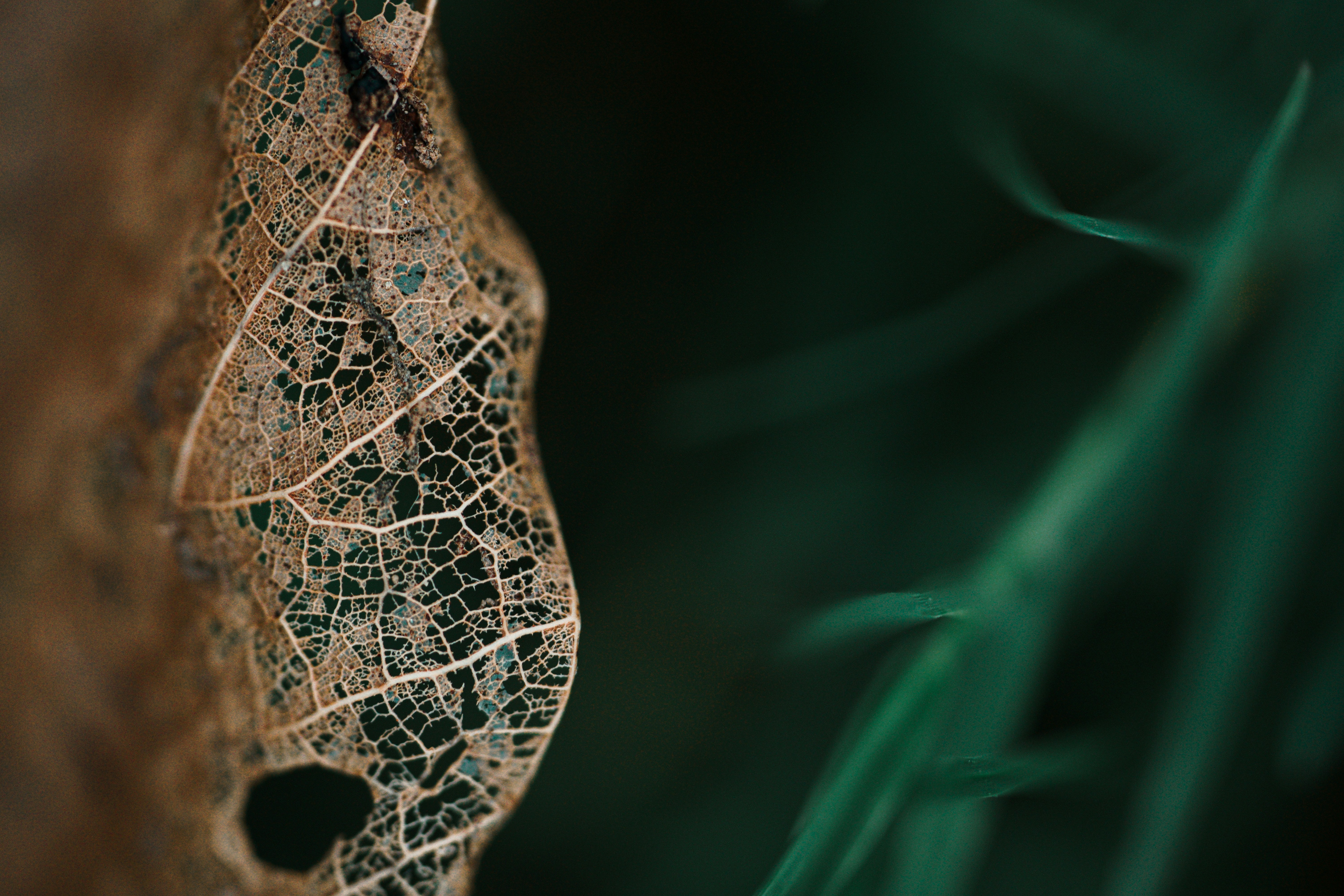 Veins of Decay: Lace-like leaf skeleton framed by emerald blades