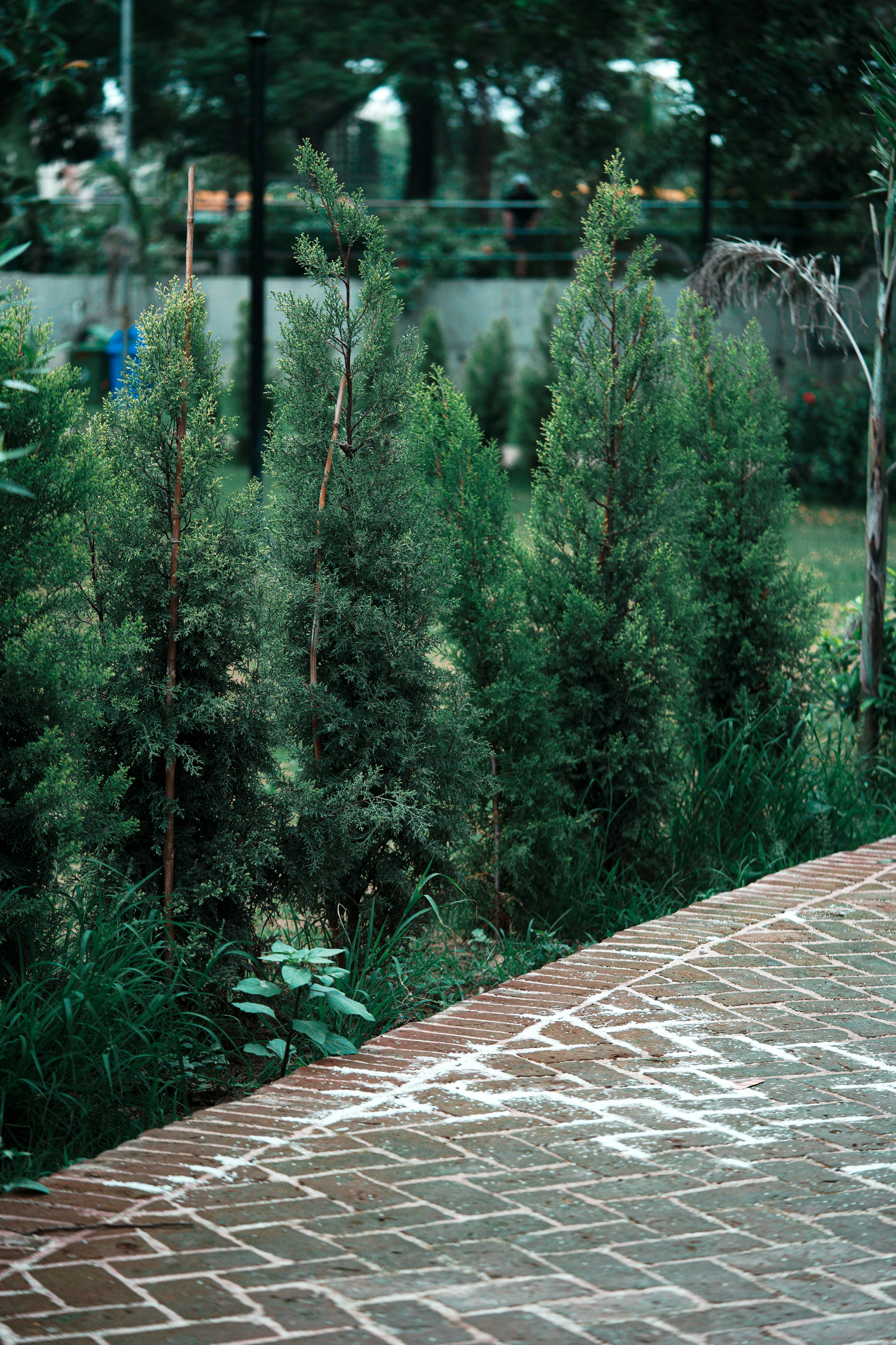 Green Wall Overlook: evergreen shrubs lining a brick pedestrian path