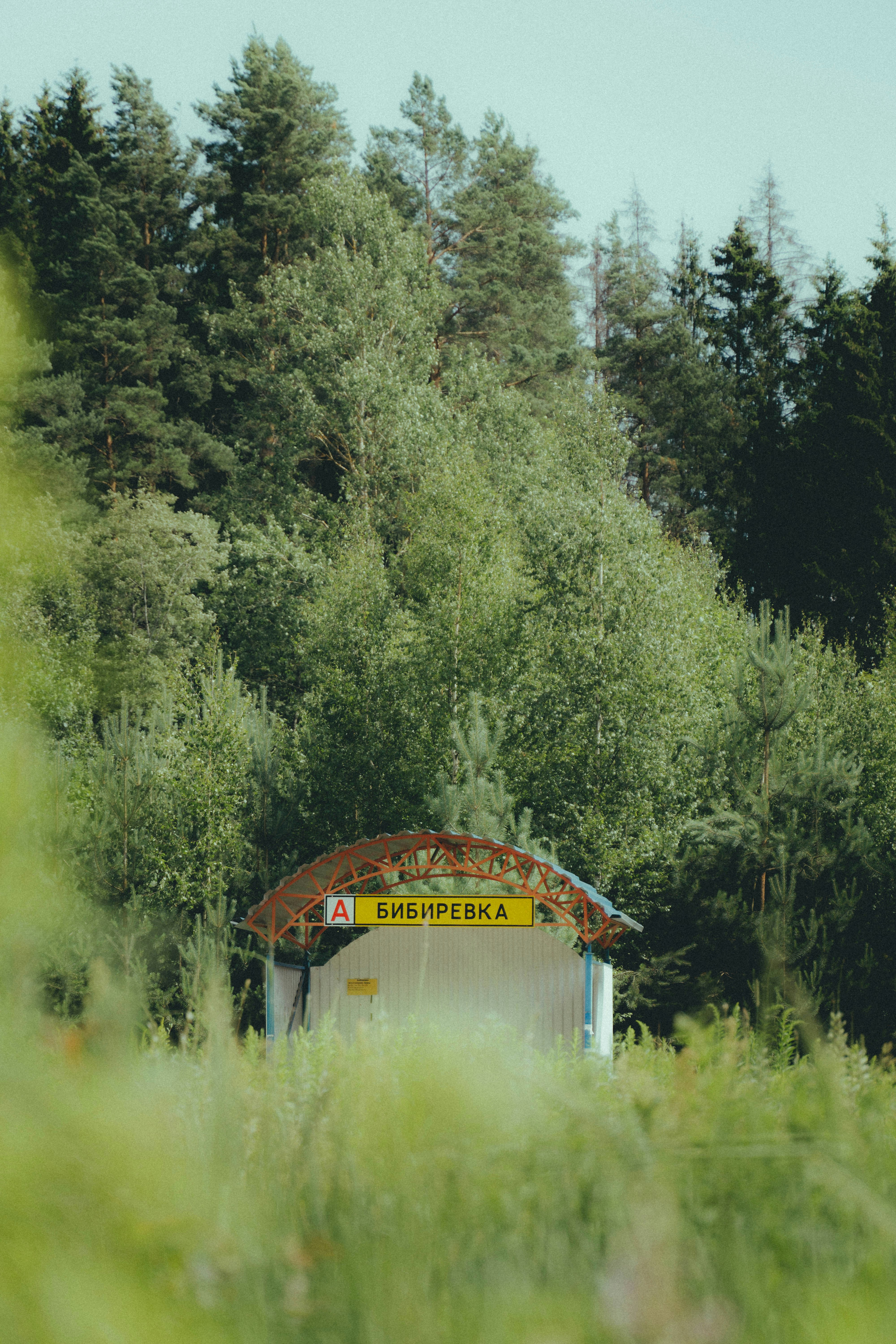 Orange-Roofed Shelter at the Edge of a Pine Forest