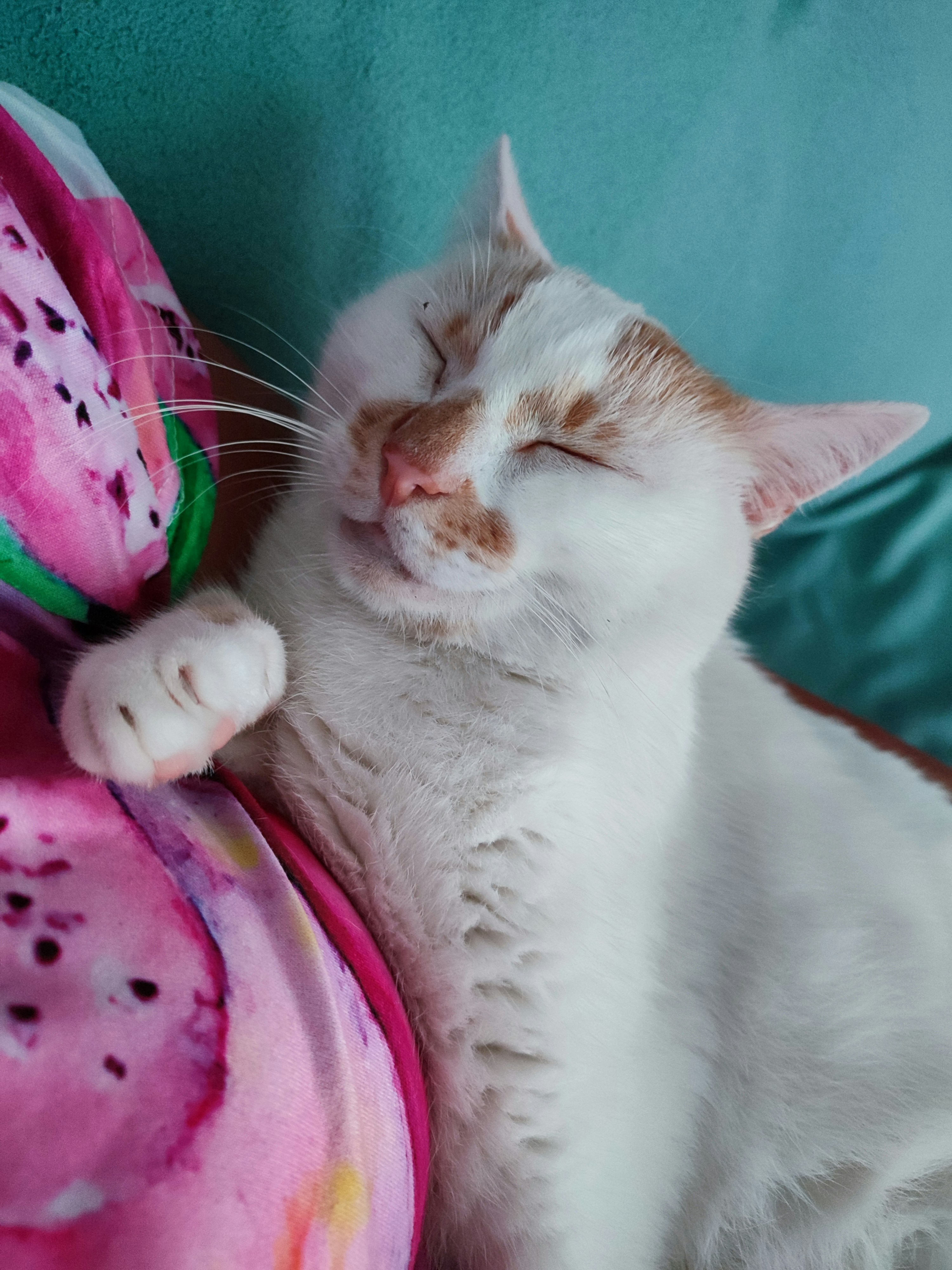 Close-Up of a Contented Cat Nestled on a Colorful Pillow
