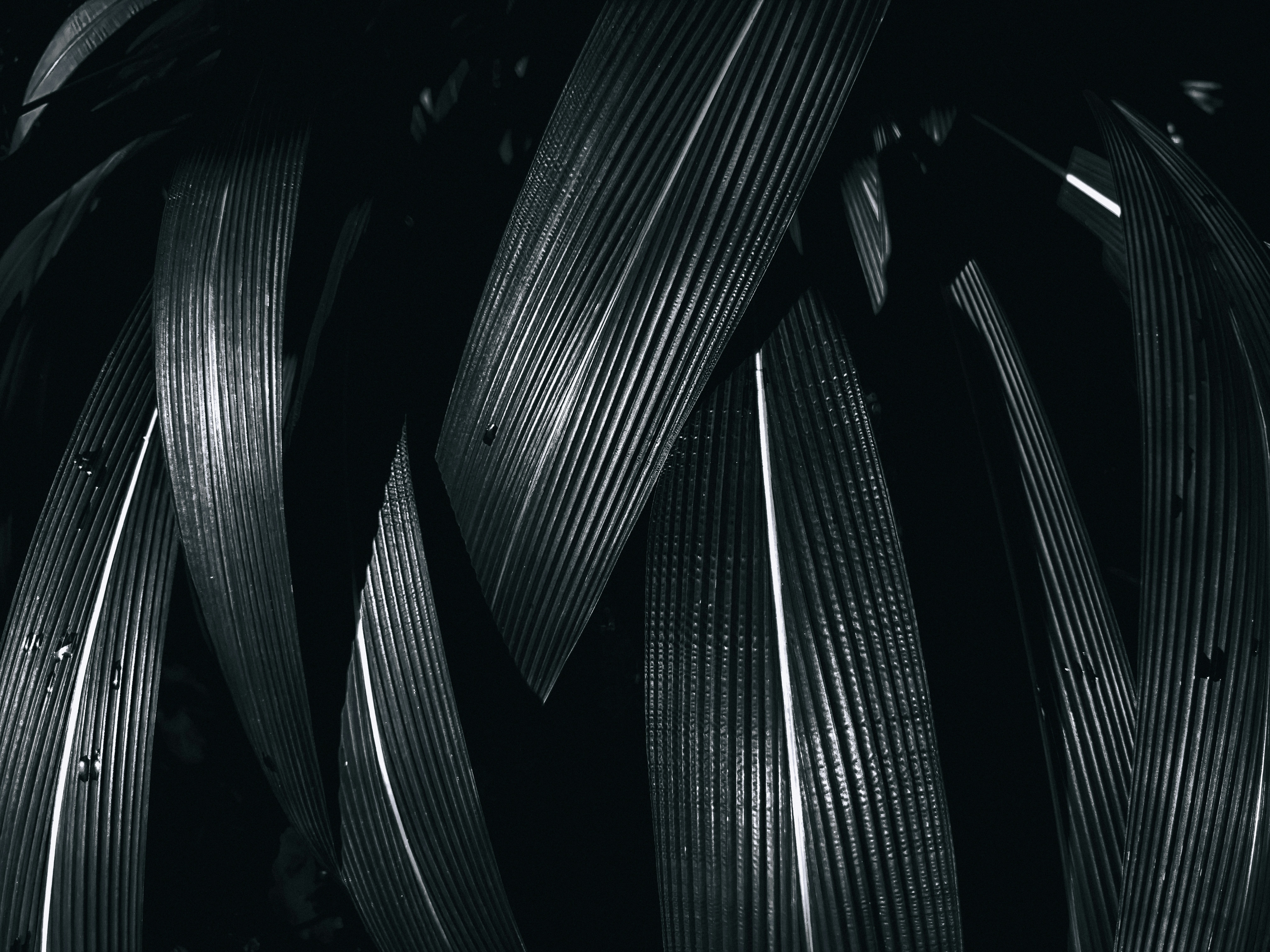 Close-up photograph of ribbed leaves in low-key monochrome lighting, emphasizing texture and reflections.
