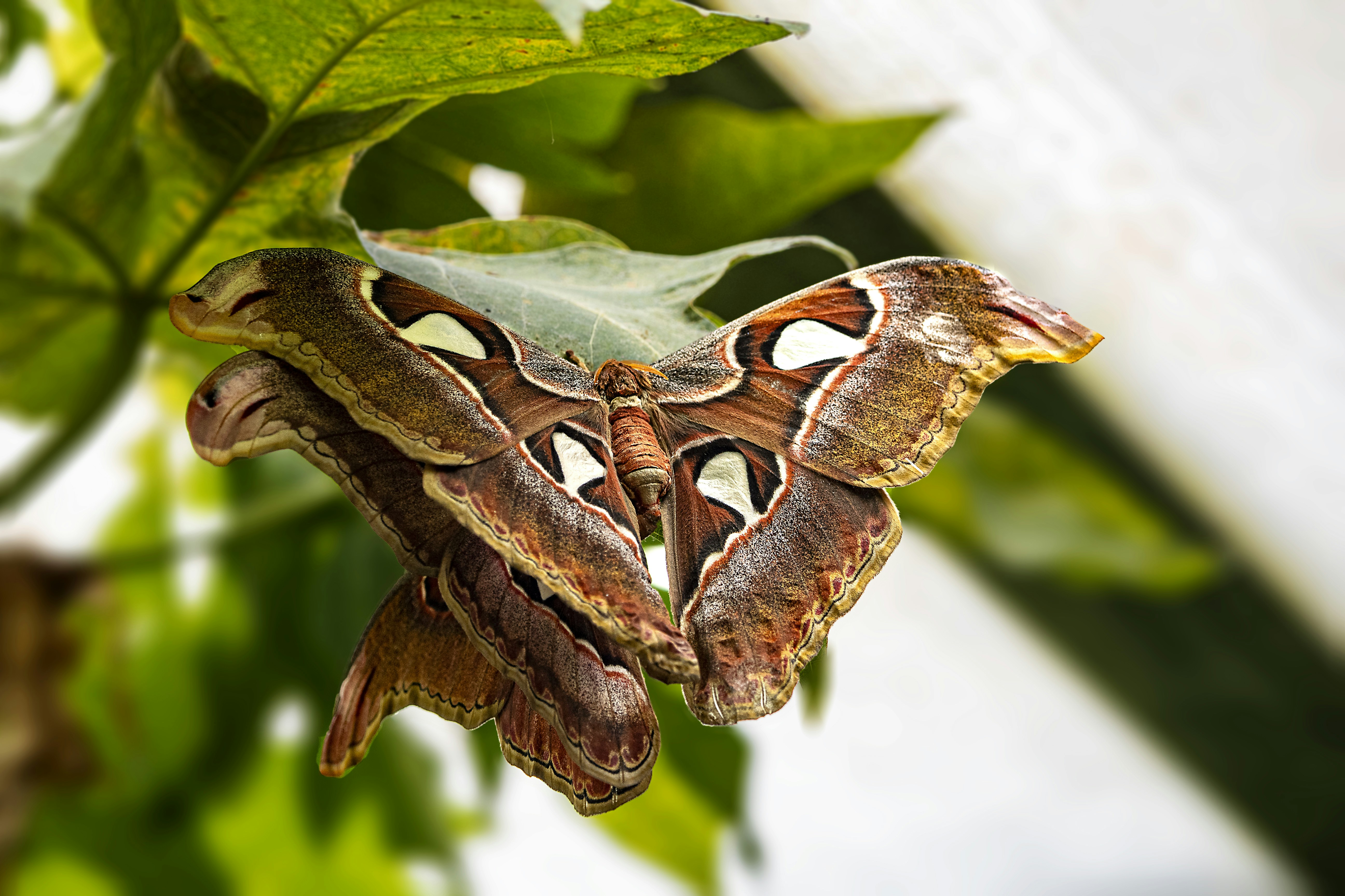 pareja de mariposa Atlas
