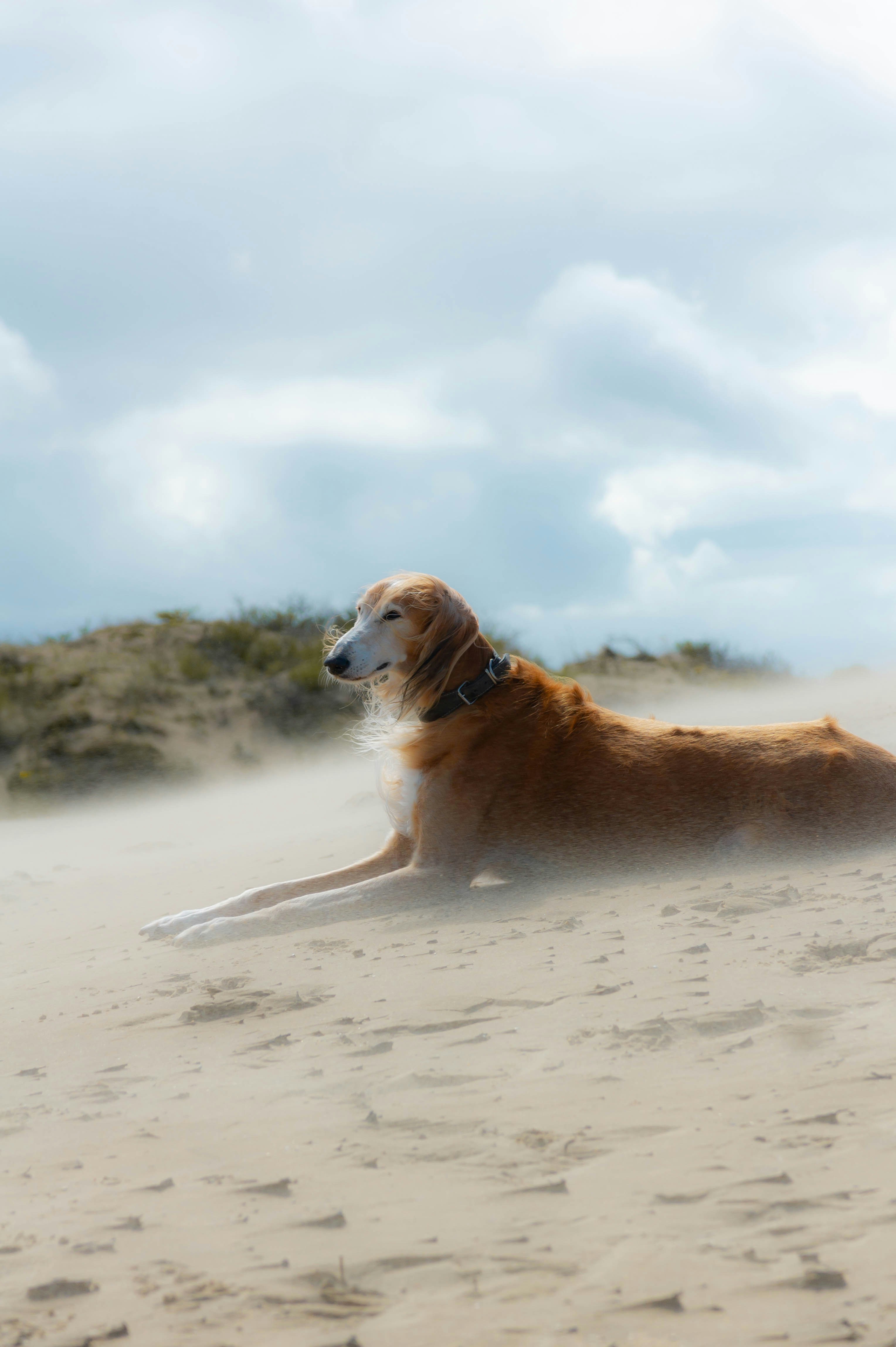 A relaxed hound lounges on sunlit sand dunes with distant shrubs under a pale blue sky. The scene emphasizes calm stance and natural light, capturing a candid moment in a beach-like dunes setting.