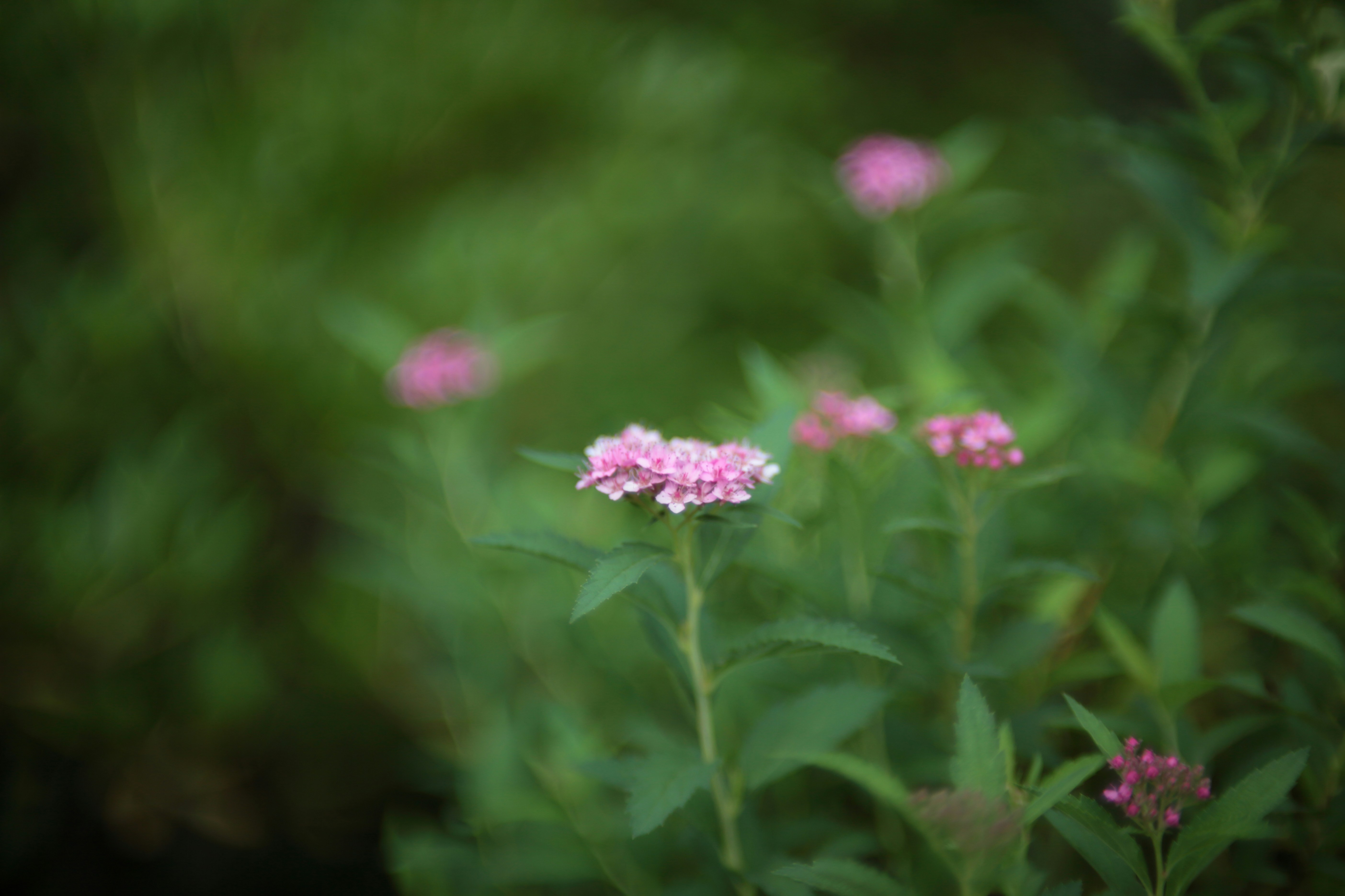 Photo by Takashi TSUCHIDA with Canon EOS 5D Mark II