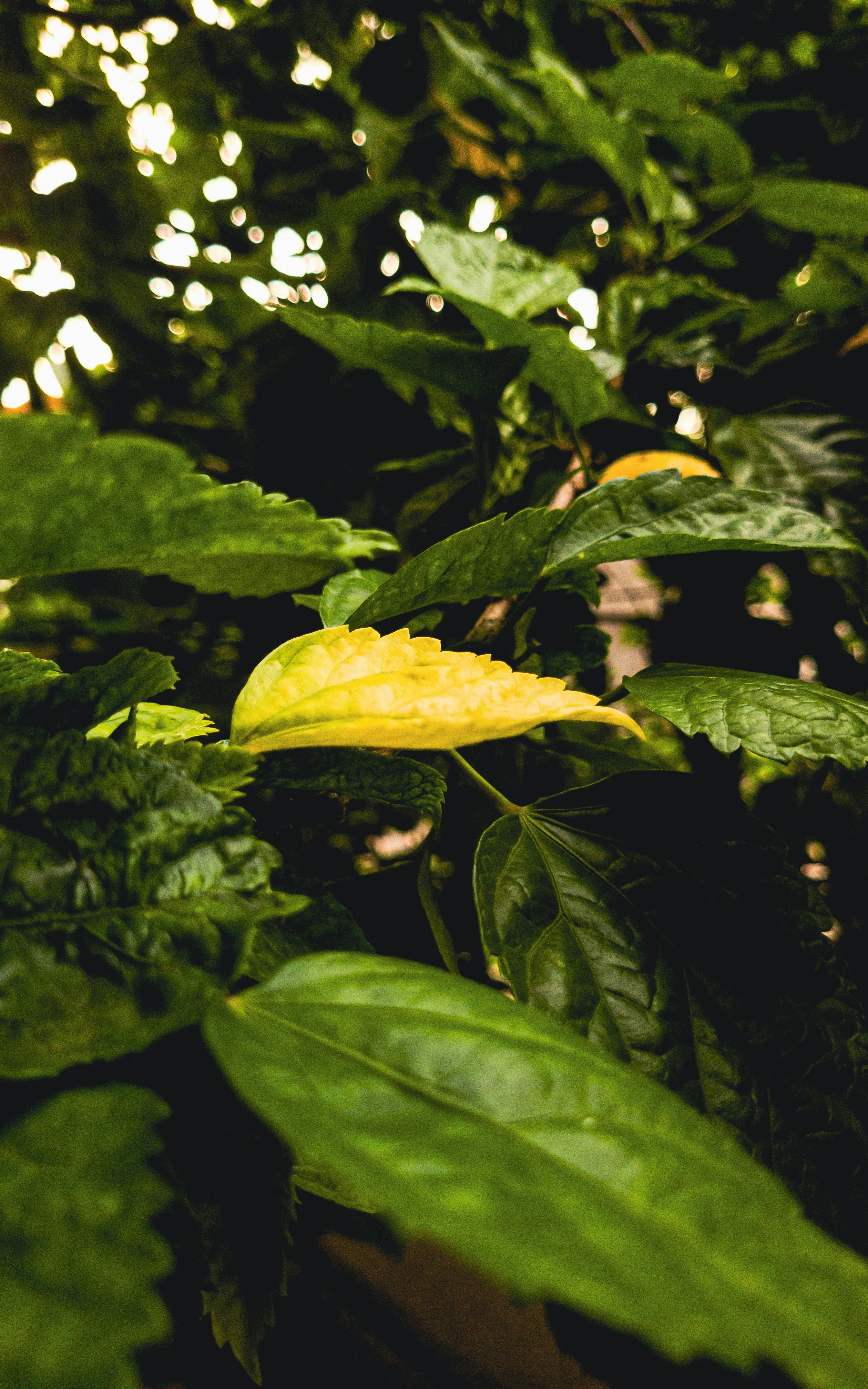 Lone Yellow Leaf Illuminates a Green Canopy