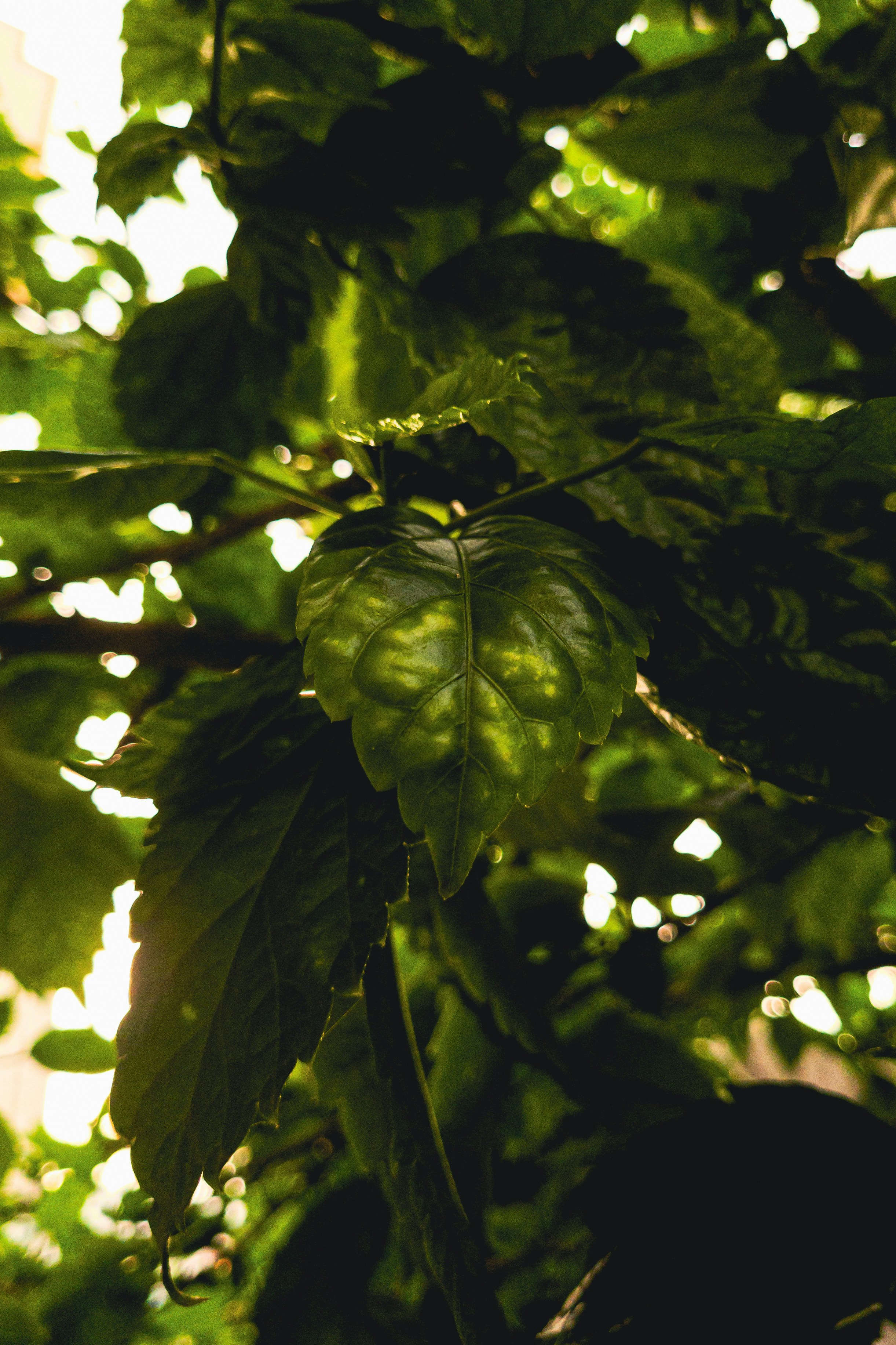 Veined Green in Backlight: A Close-Up of Leaf Texture