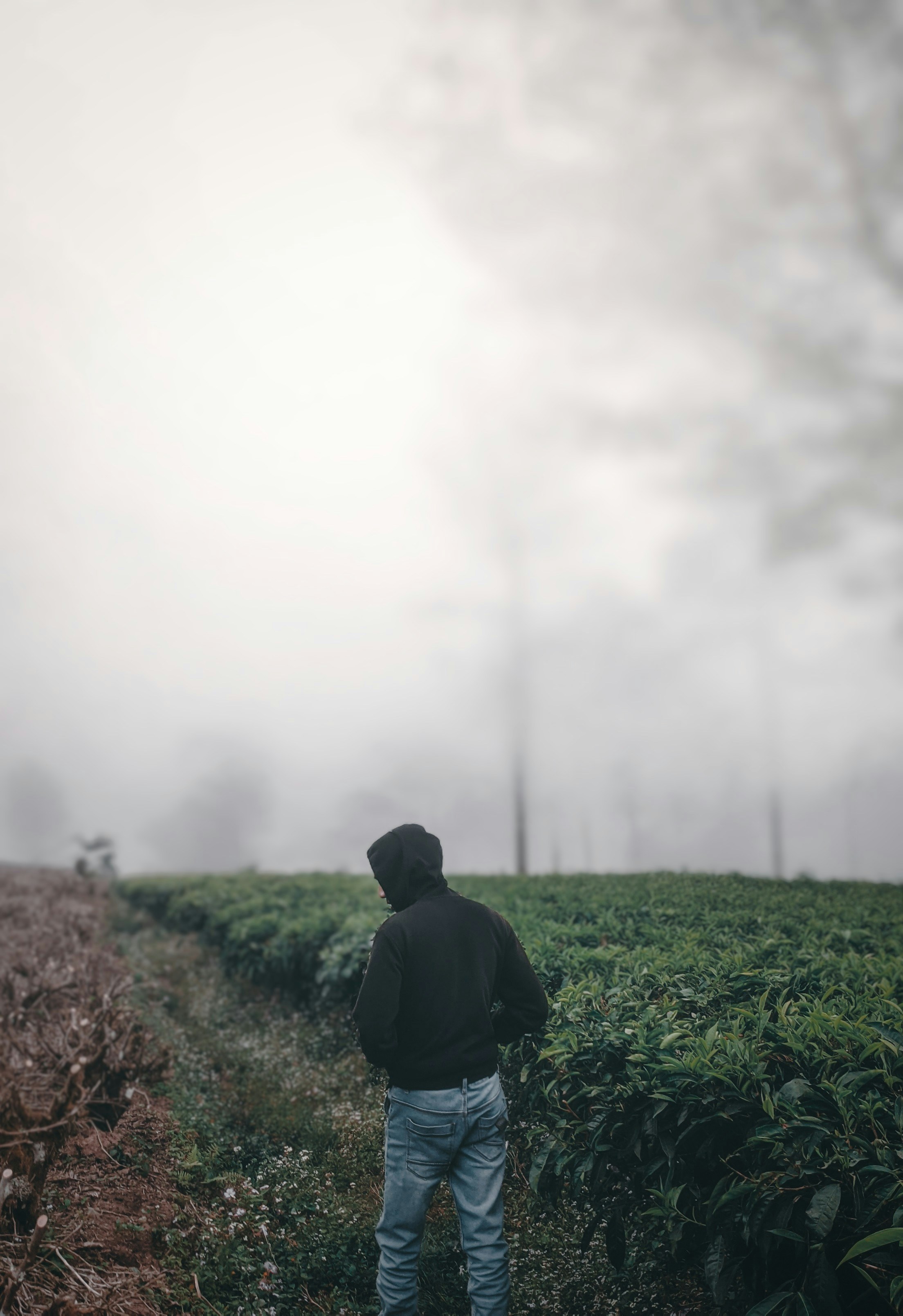 Hooded Silence Among Misty Tea Rows