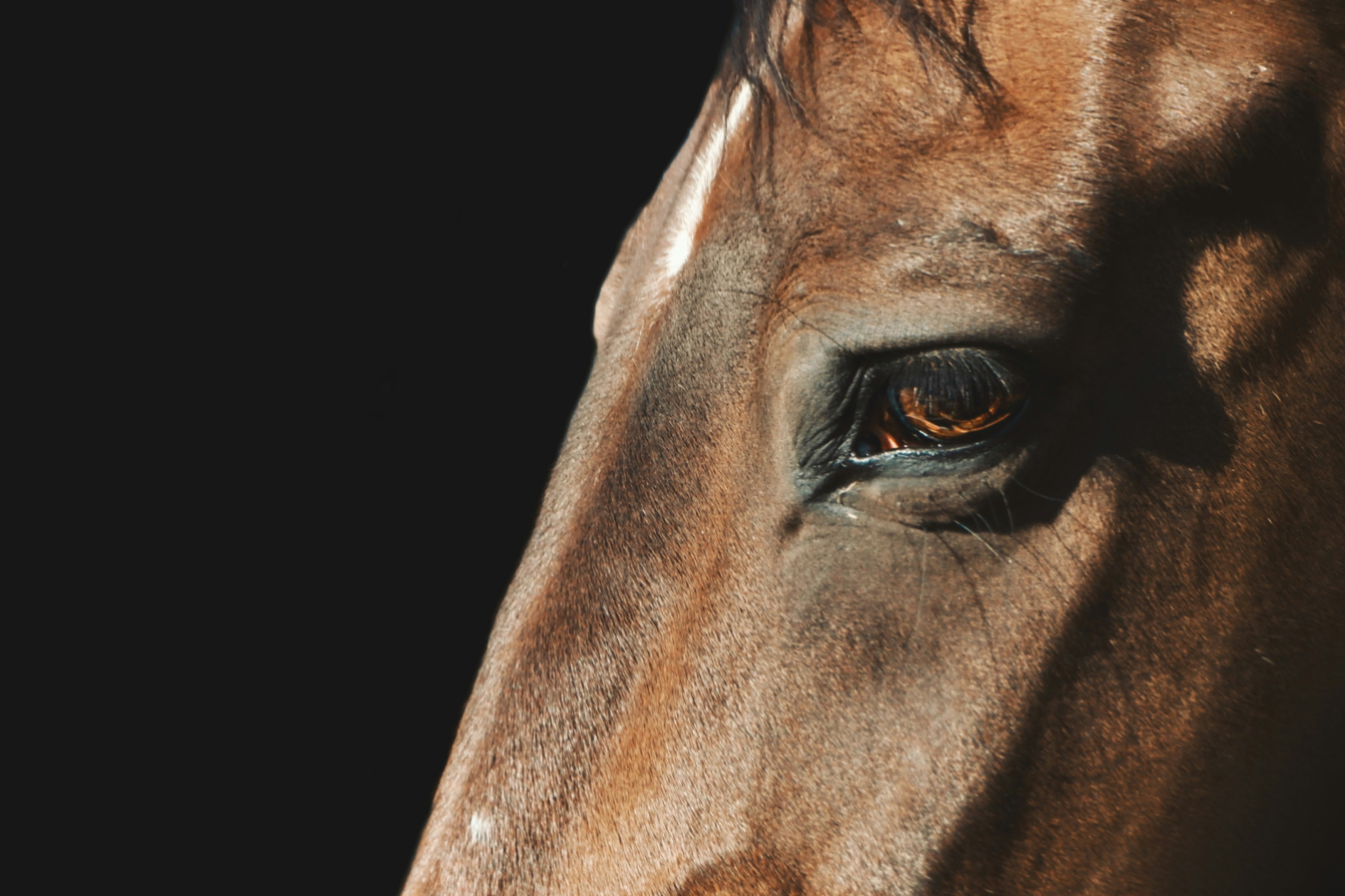 A close up of a horse's face with a black background photo – Free Horse ...