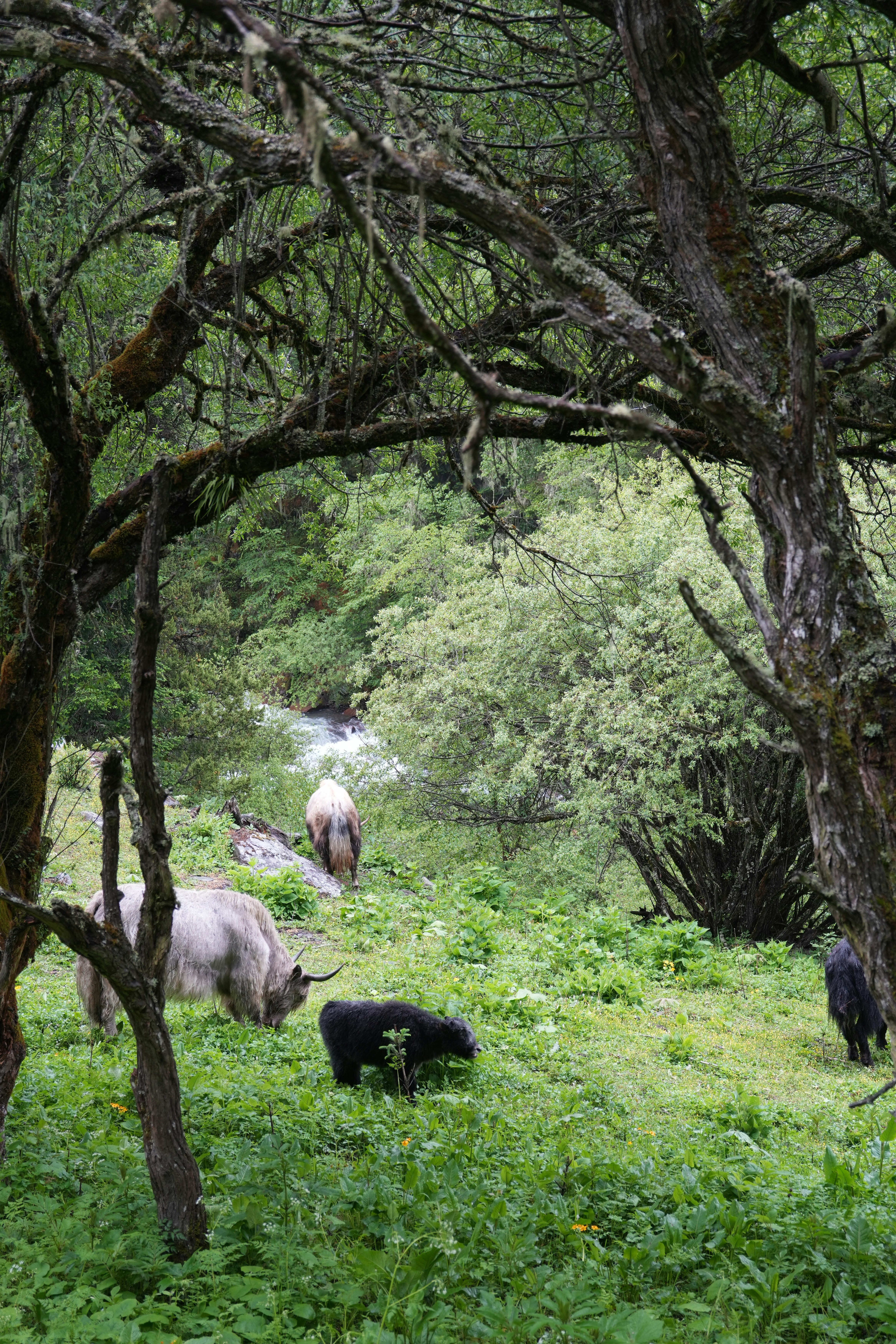 Hushed Glade: A Group of Pigs Graze Beneath Verdant Branches