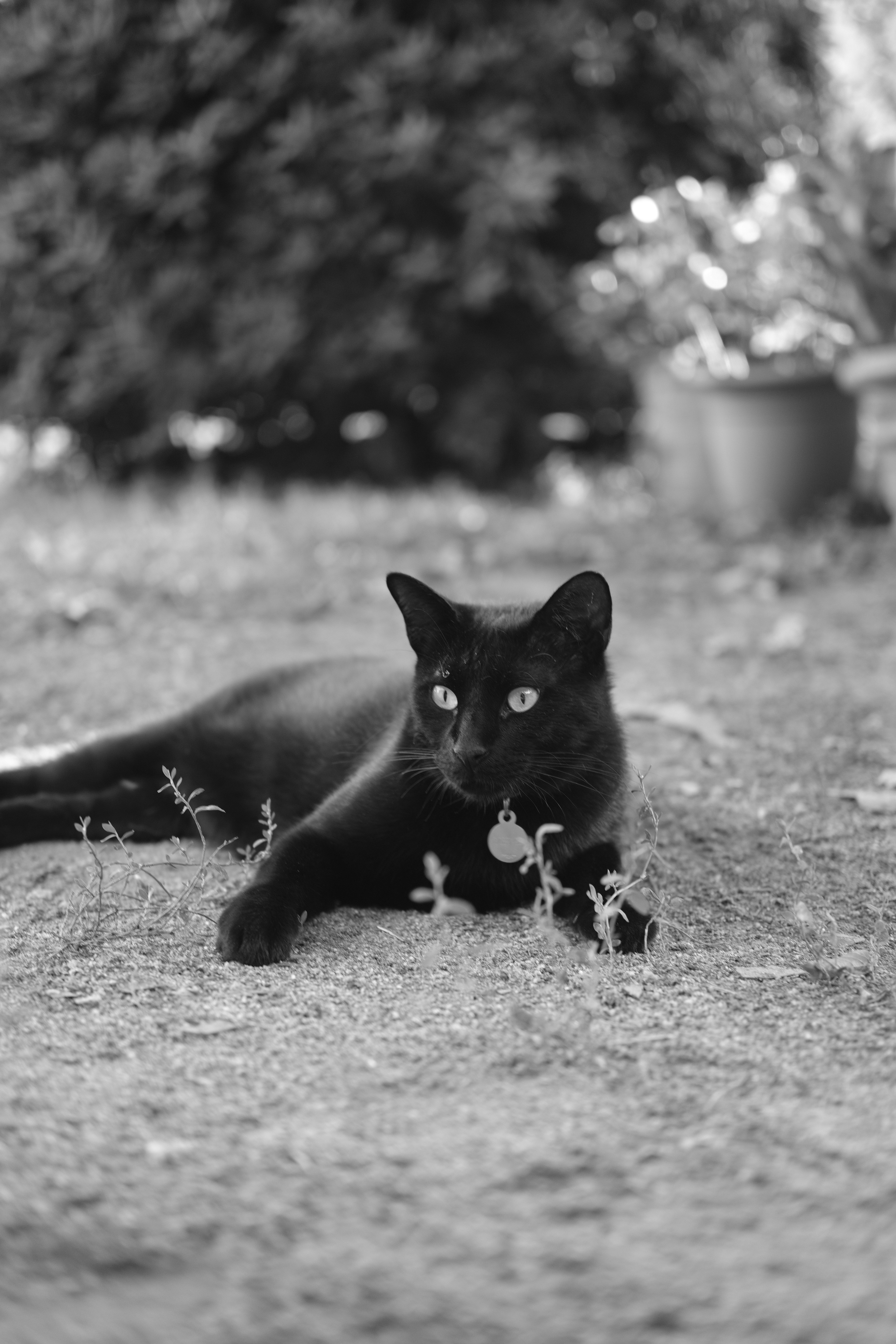 Whiskered Sentinel on Gravel: a Black Cat at Rest