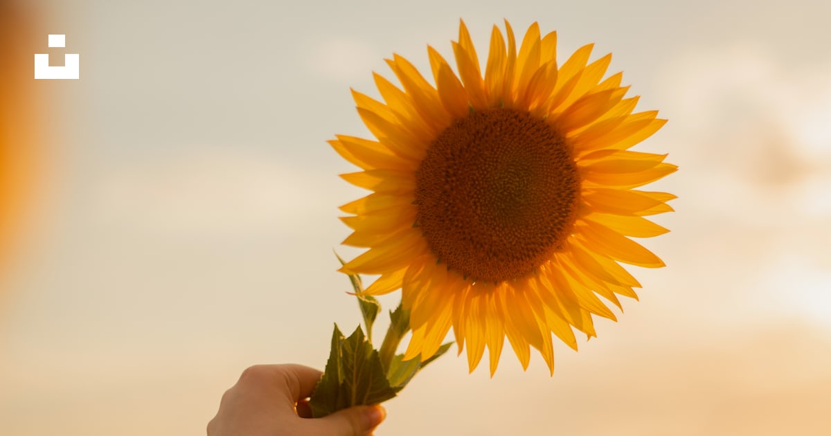 Une Personne Tenant Un Tournesol Dans Un Champ De Tournesols Photo