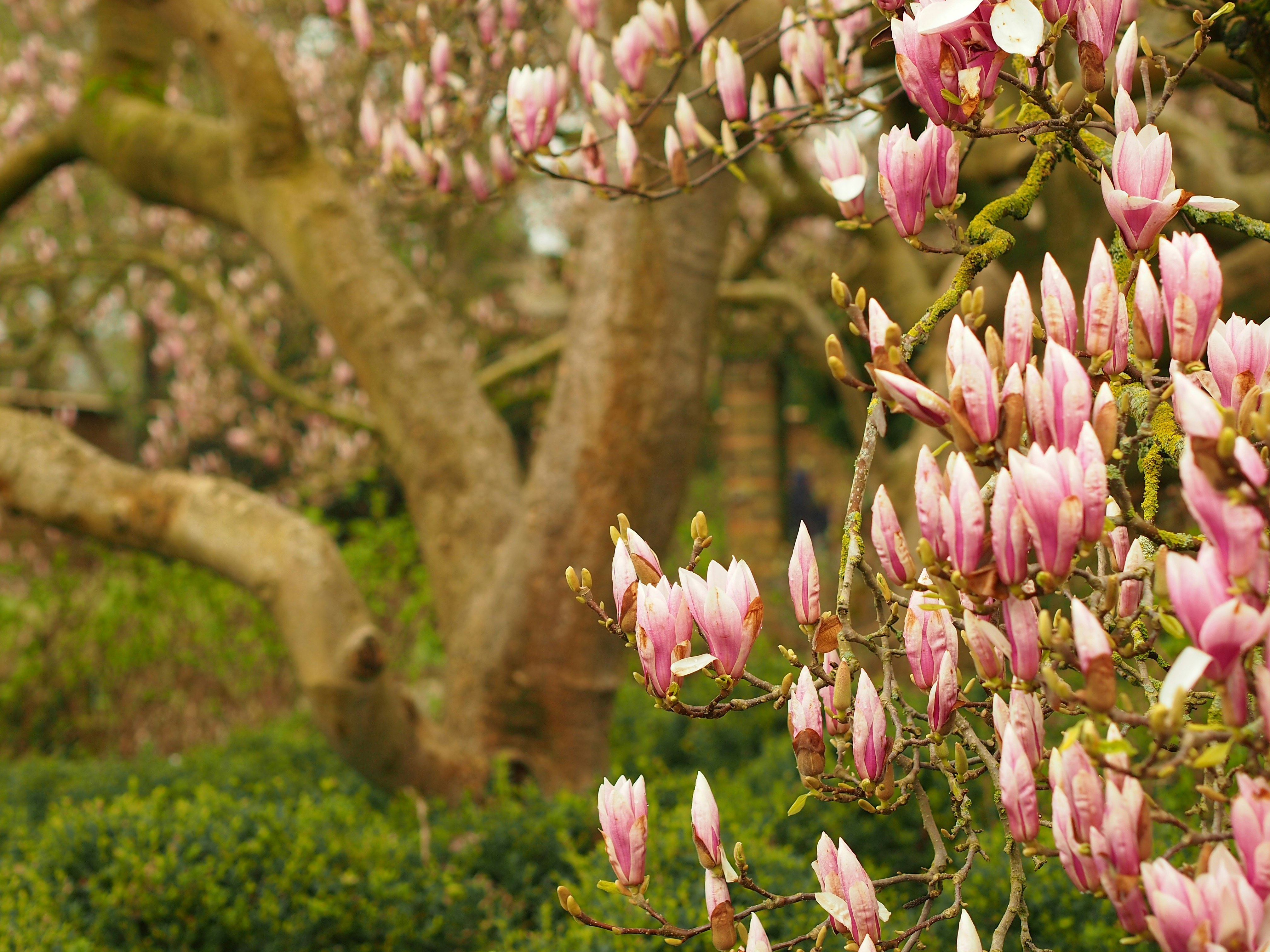 Close-up of pink magnolia buds on slender branches in a sunlit garden, with a blurred trunk and greenery in the background.