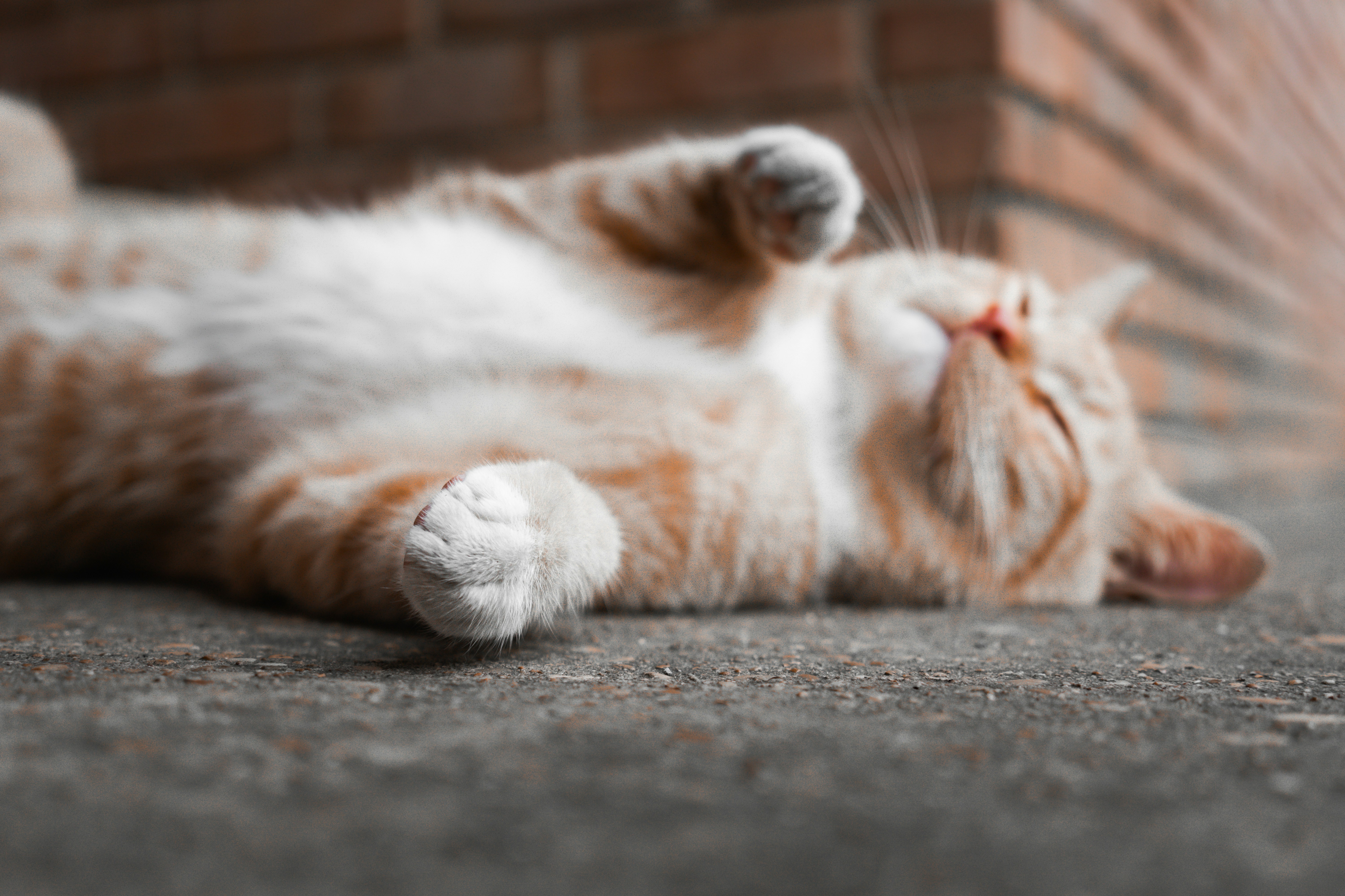 A cat laying on its back on the ground photo – Free Cat cute Image on ...