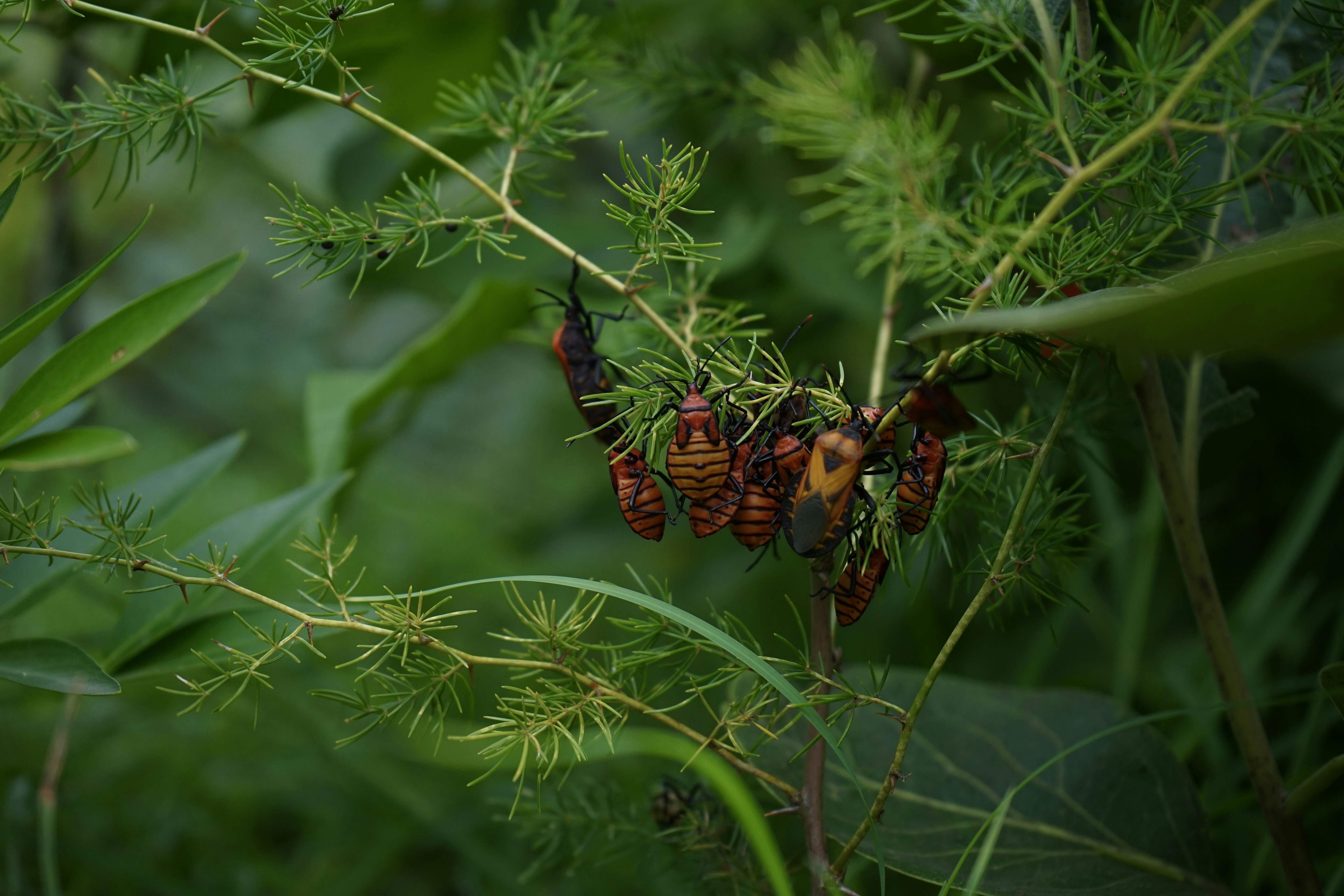 Nature's Hidden Bounty