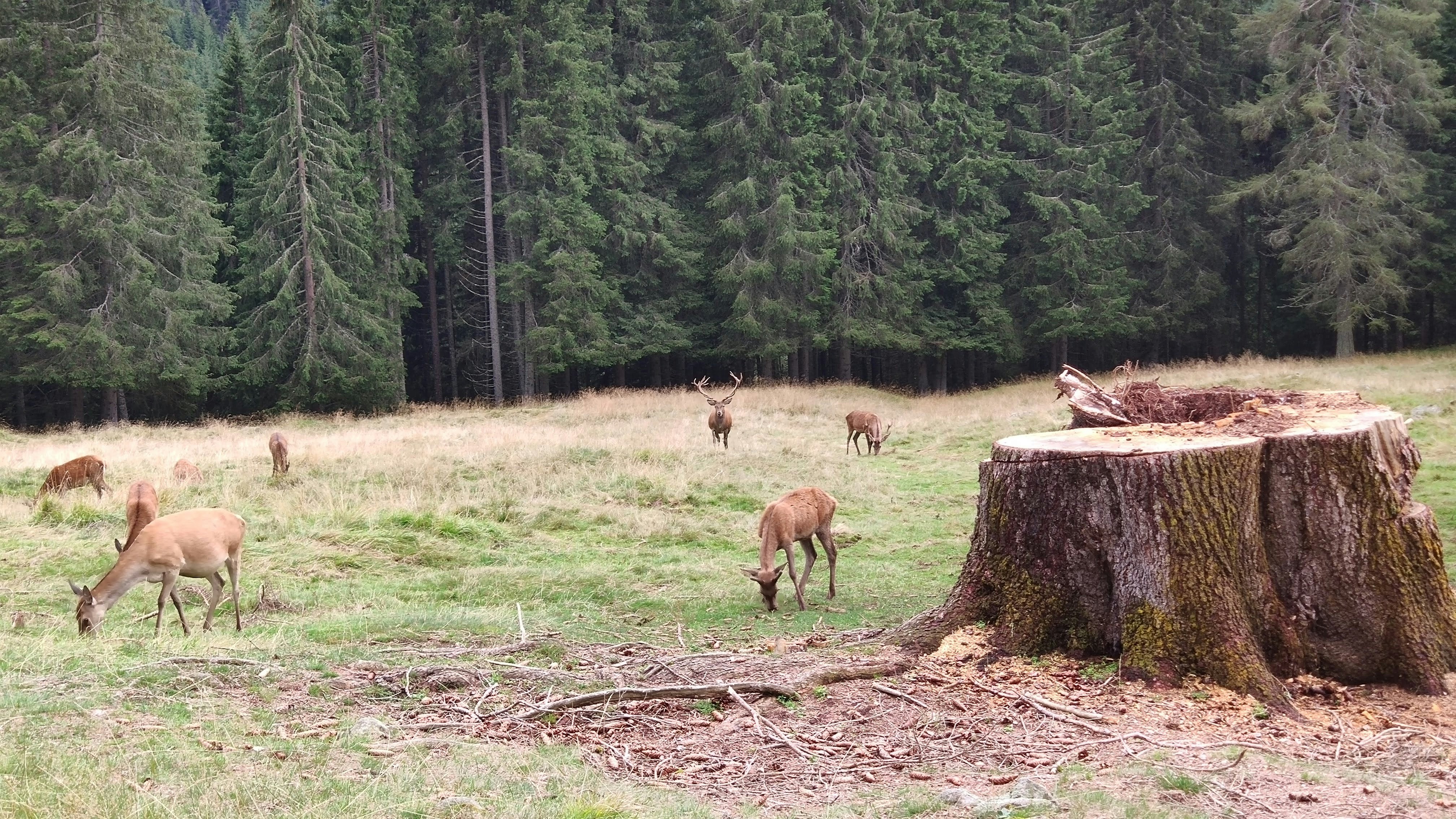Grazing in the Dappled Clearing: Deer Near a Weathered Stump