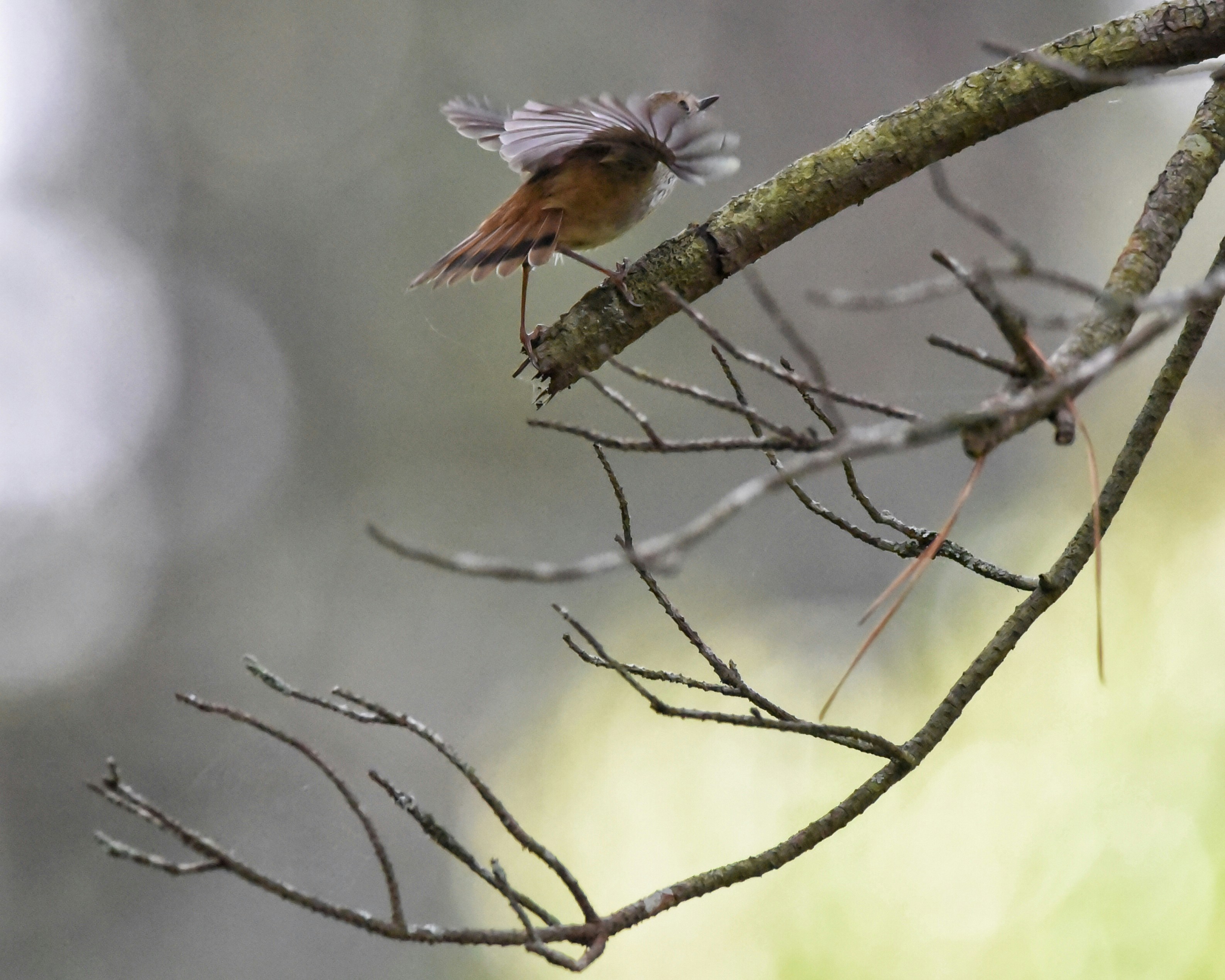 Ember-Brown Minute: A Tiny Bird Pauses on a Lichen-Speckled Branch