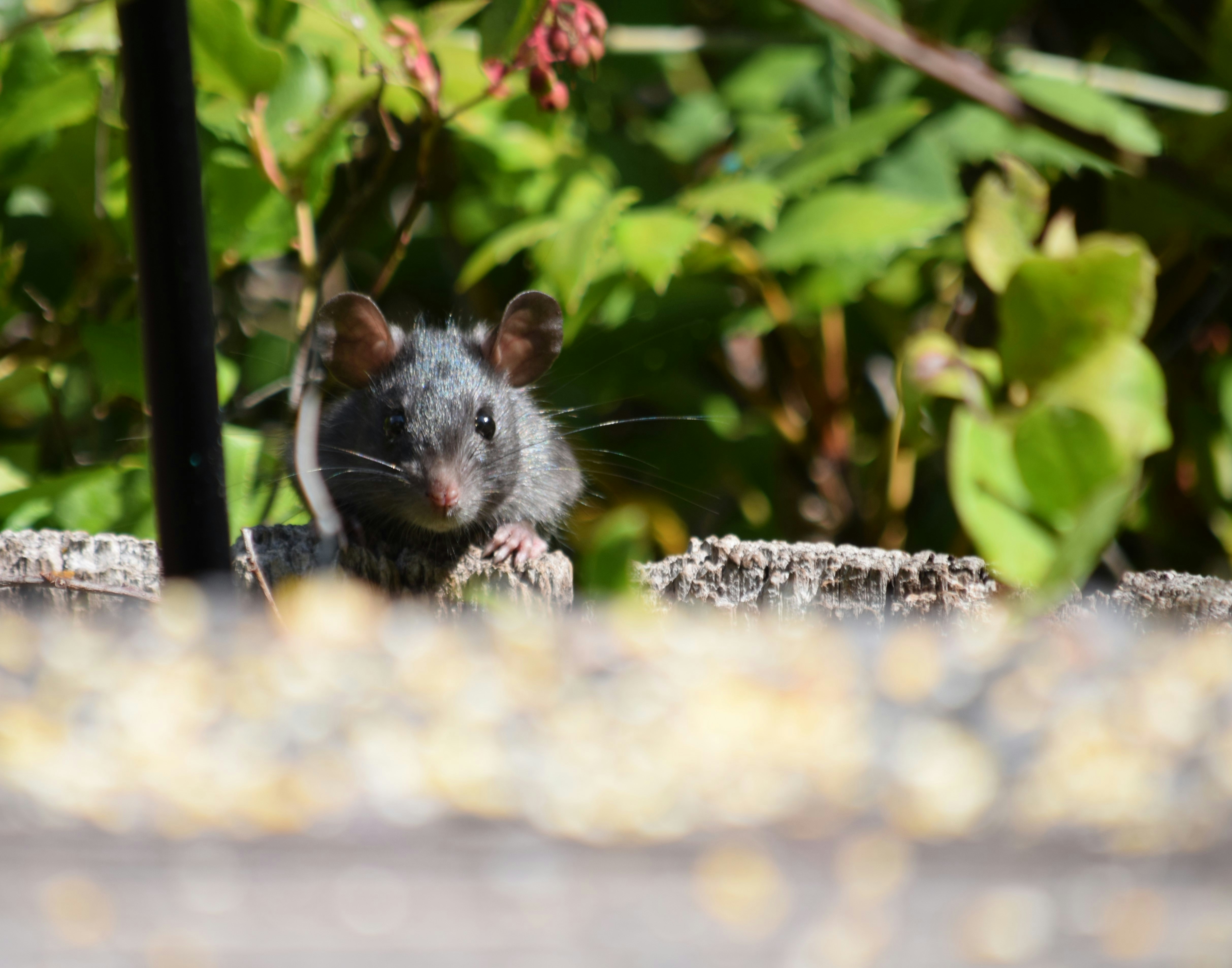 A rat is sitting on the ground in front of some bushes photo – Free Usa ...