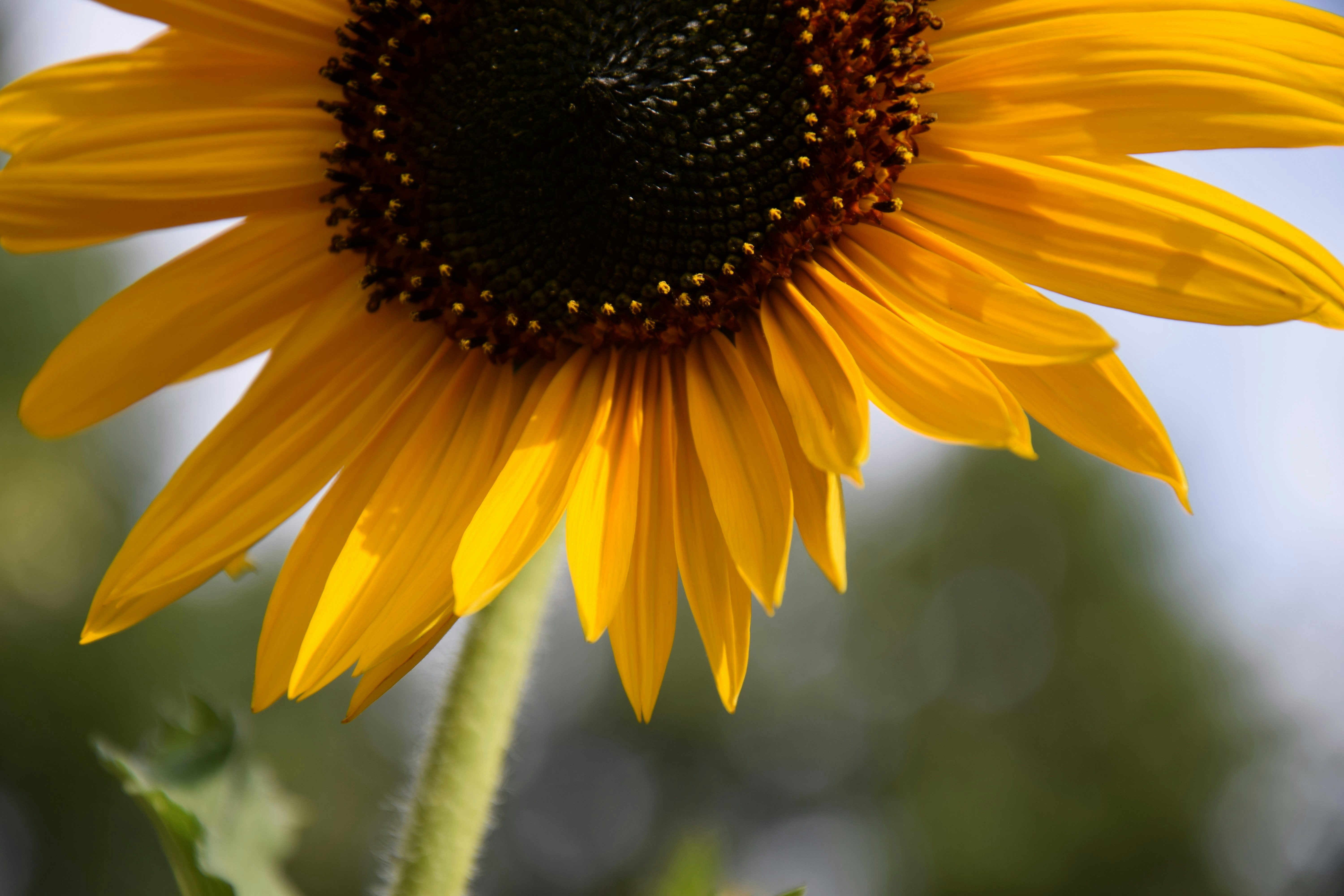 Close-up of a vibrant sunflower with bright yellow petals against a blurred natural background.