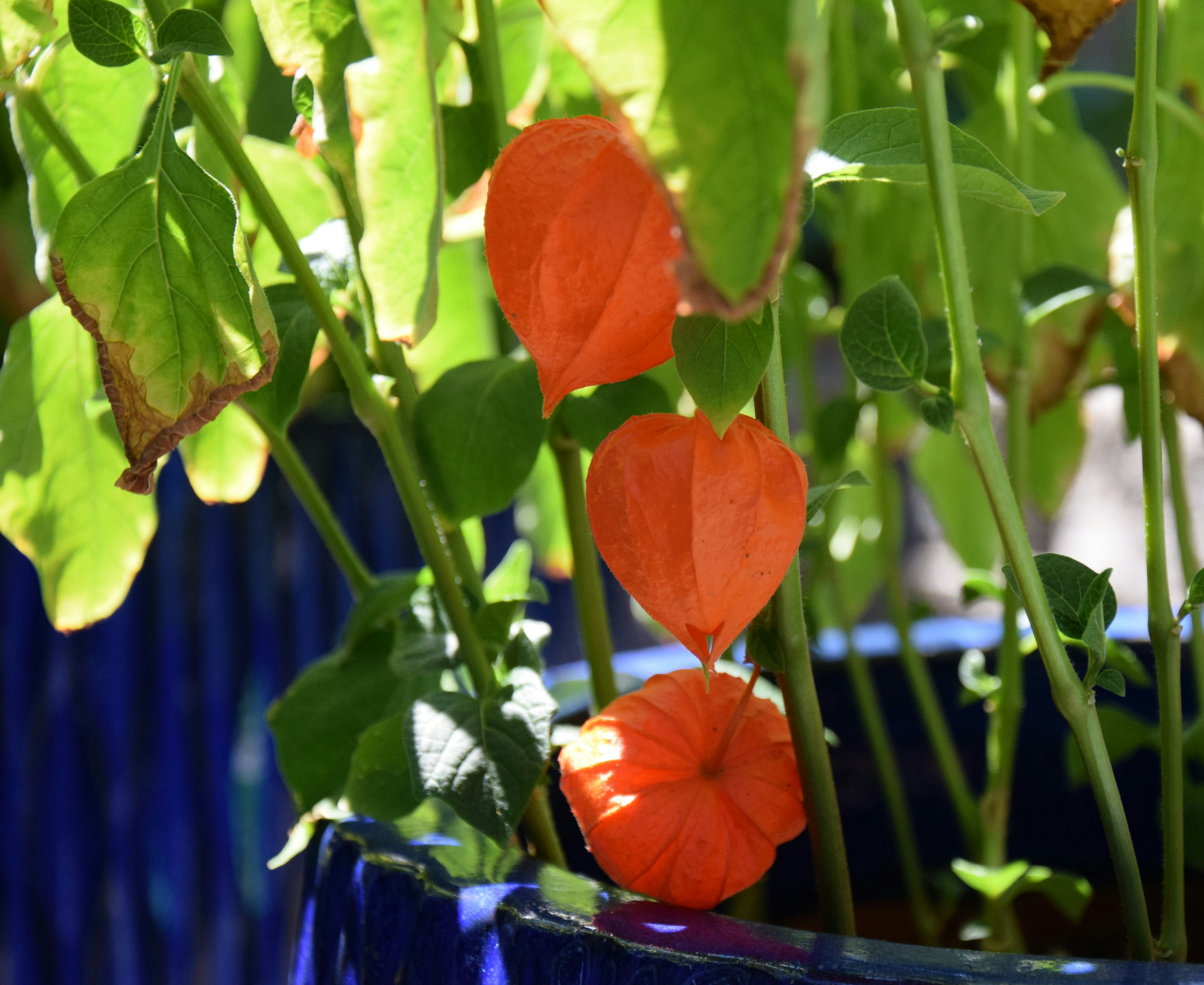 Orange Physalis Lanterns Rise Through Green Vines in a Deep Blue Pot