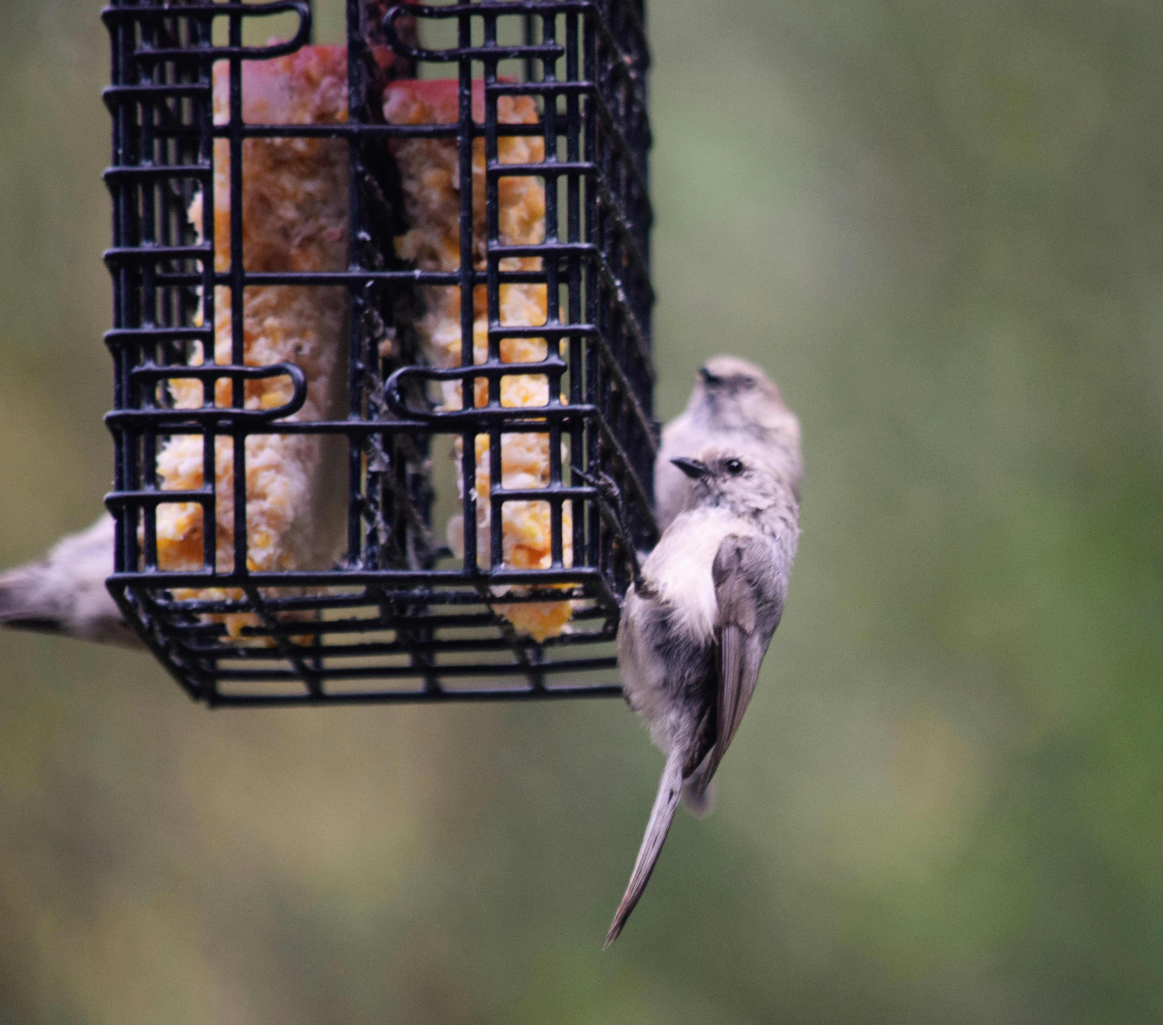 Hawthorned Perch: A Small Bird at the Cage