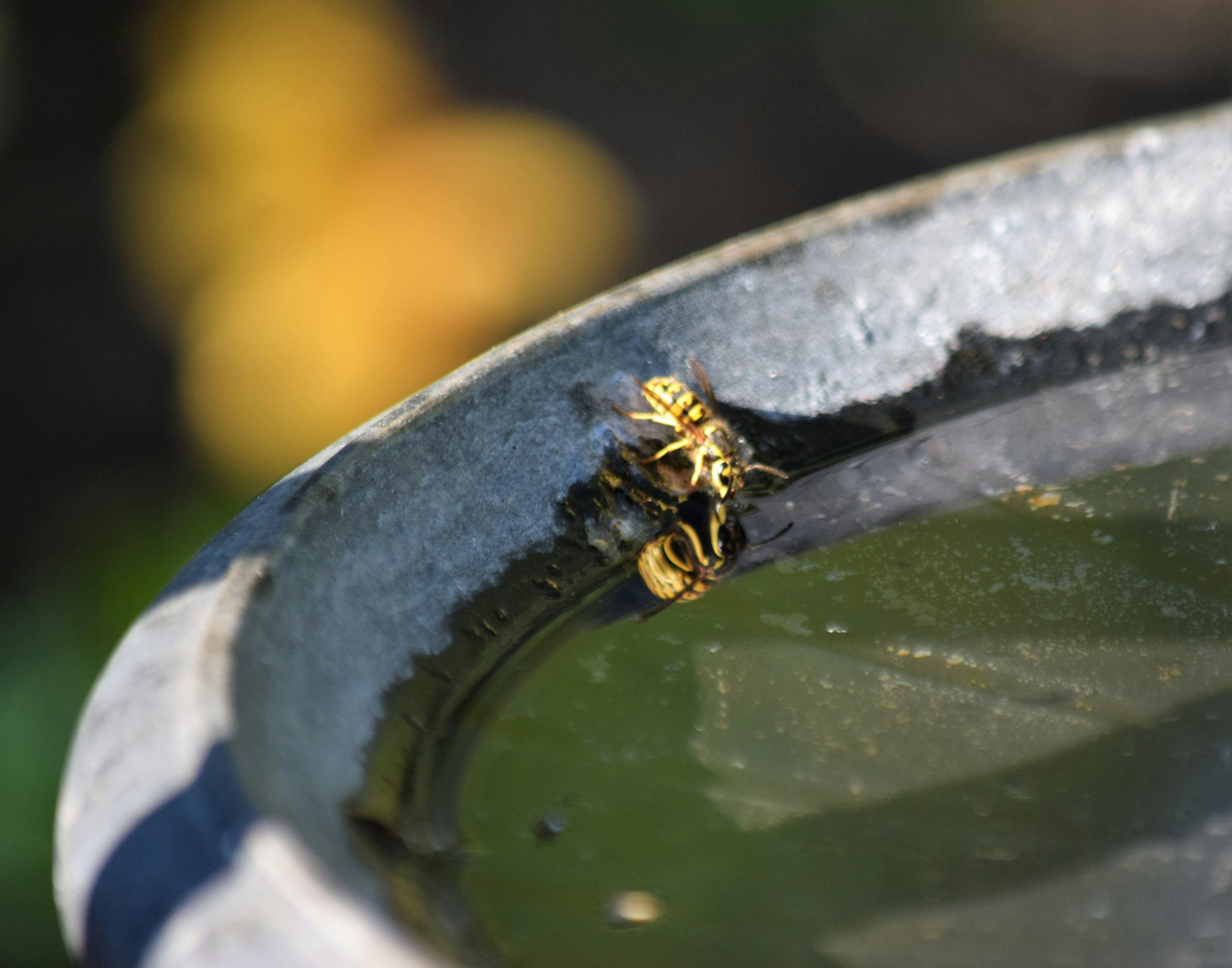 Wasp at the Rim: a micro moment on a weathered basin