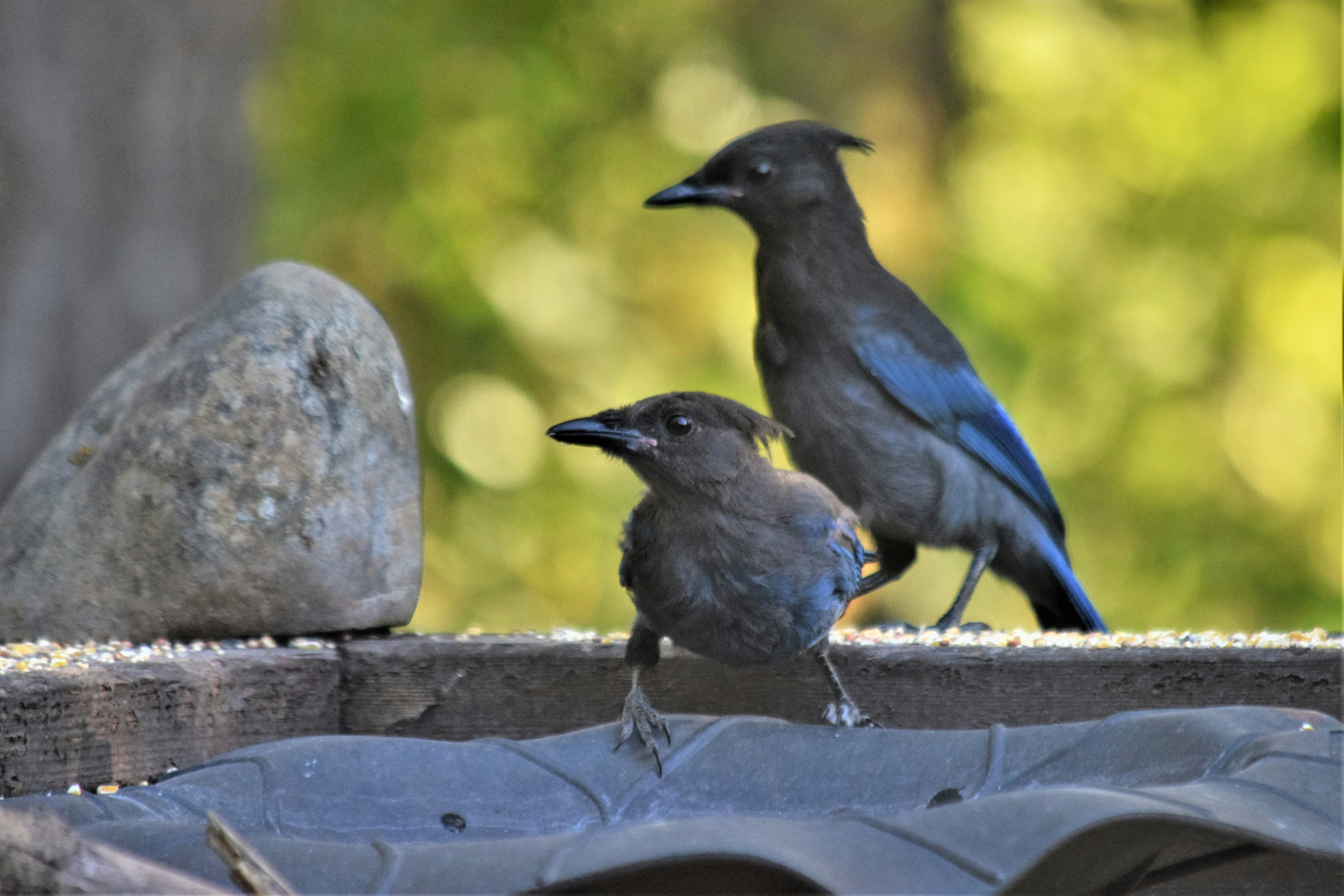 Midday Watch: Iridescent Grackles on a Weathered Beam